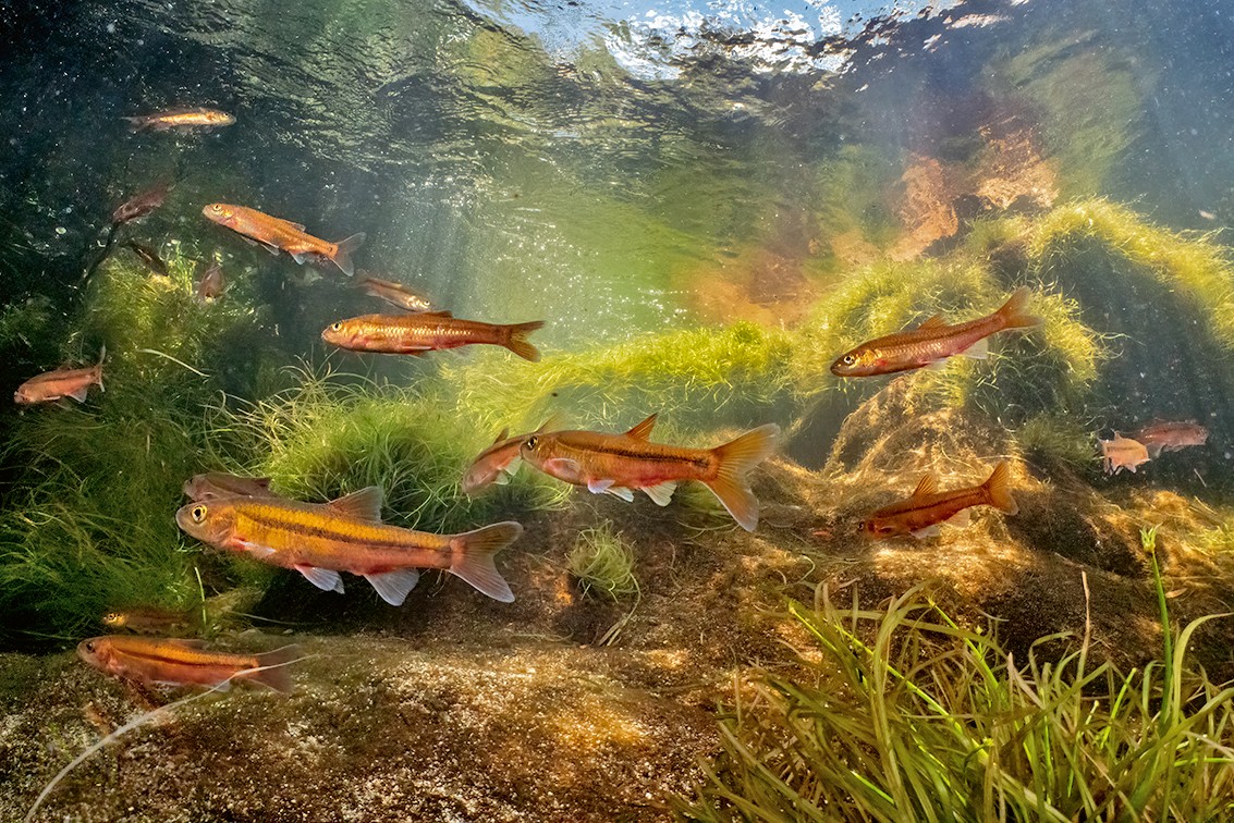 South African Freshwater Fish Species South African Tiger Fishing Dam
