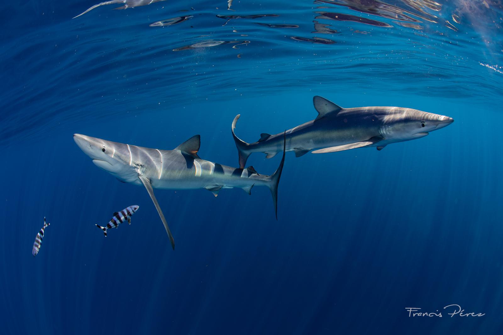 Los Tiburones Más Raros Del Mar