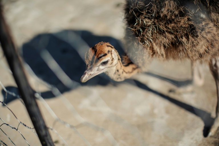 Attaques De Bébés Autruches