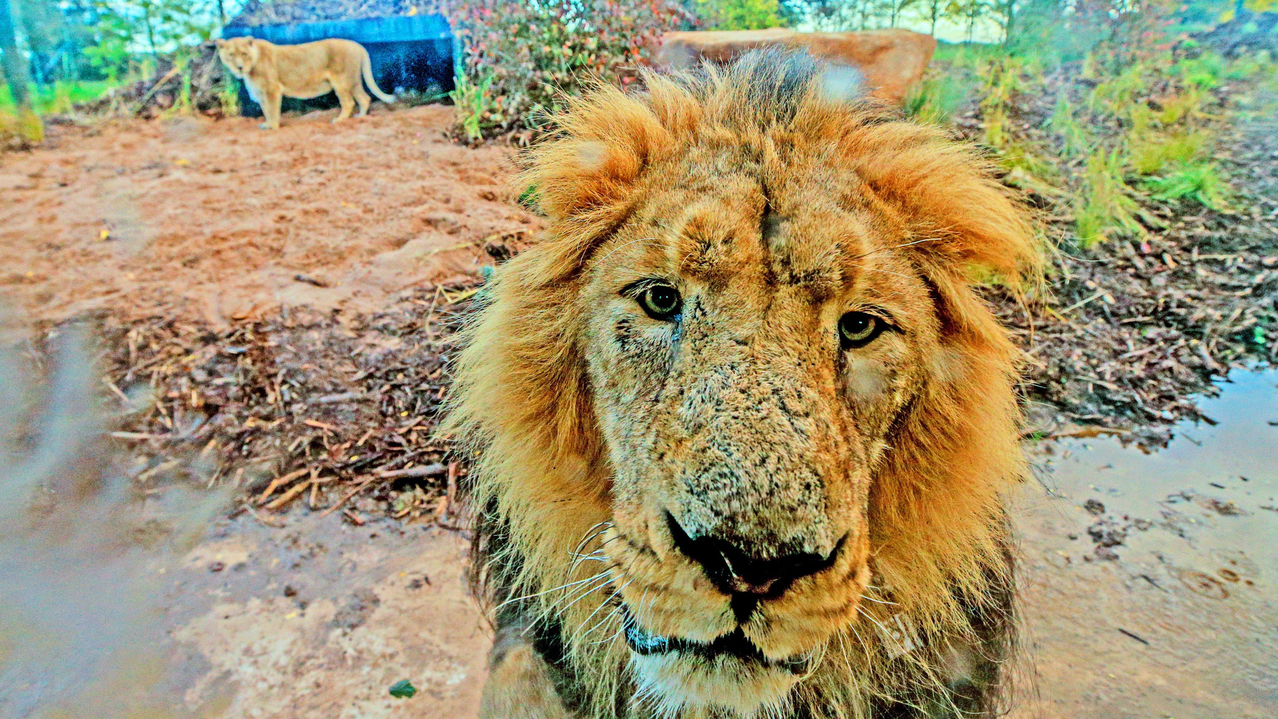 Asiatic Lions Chester Zoo