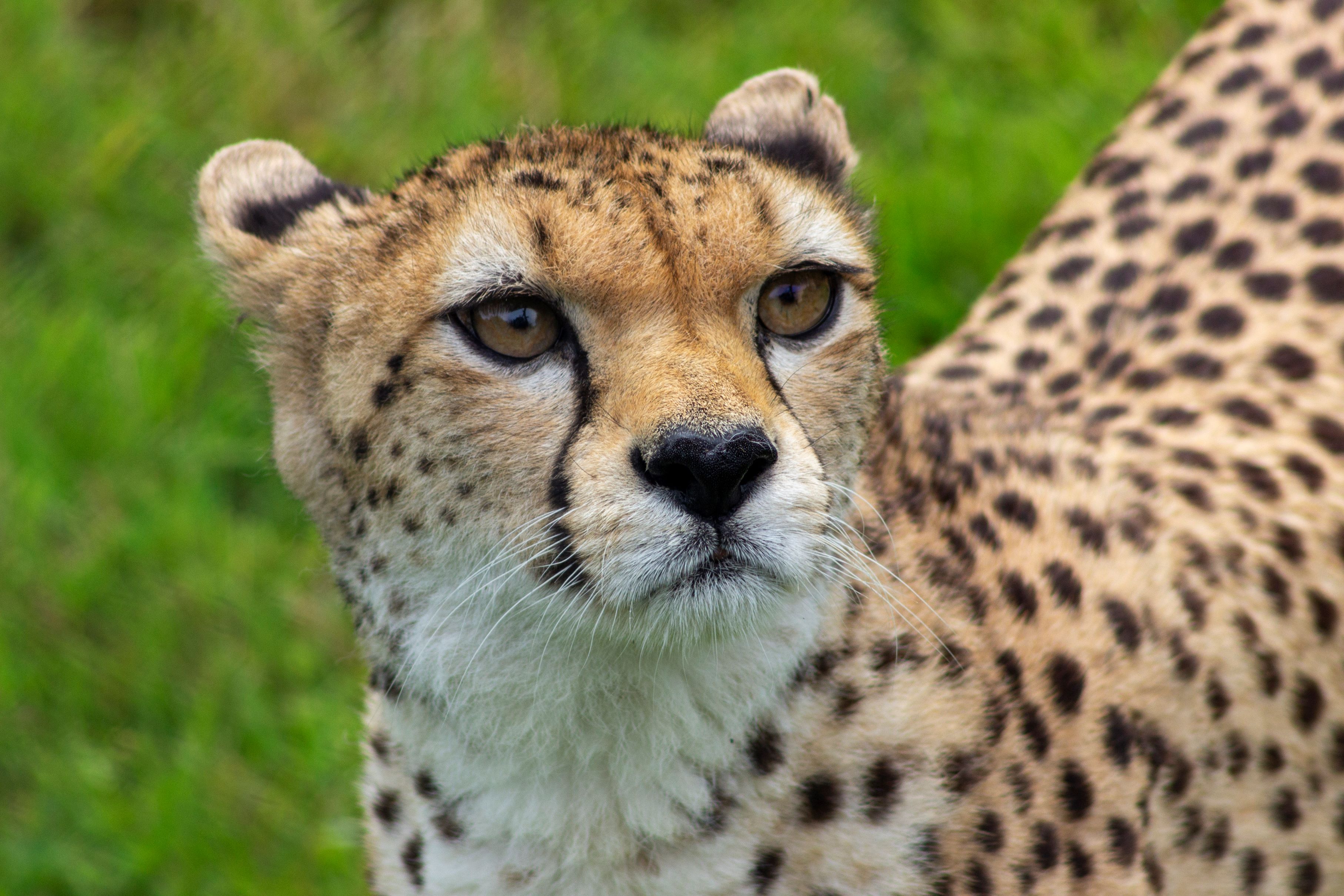Cheetahs Leanbh Nuabheirthe A CHEETAH OR A CHEATER?! | South African