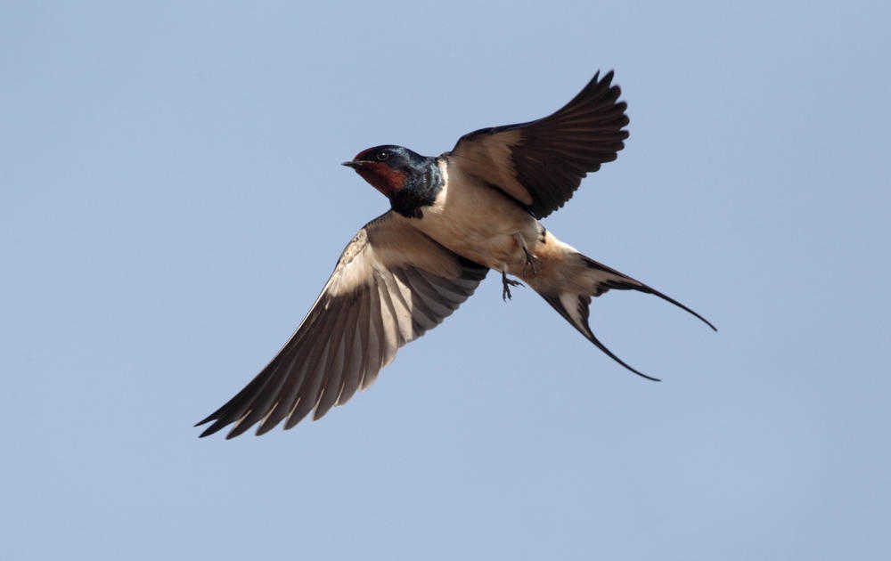Types Of Swallows In Ireland
