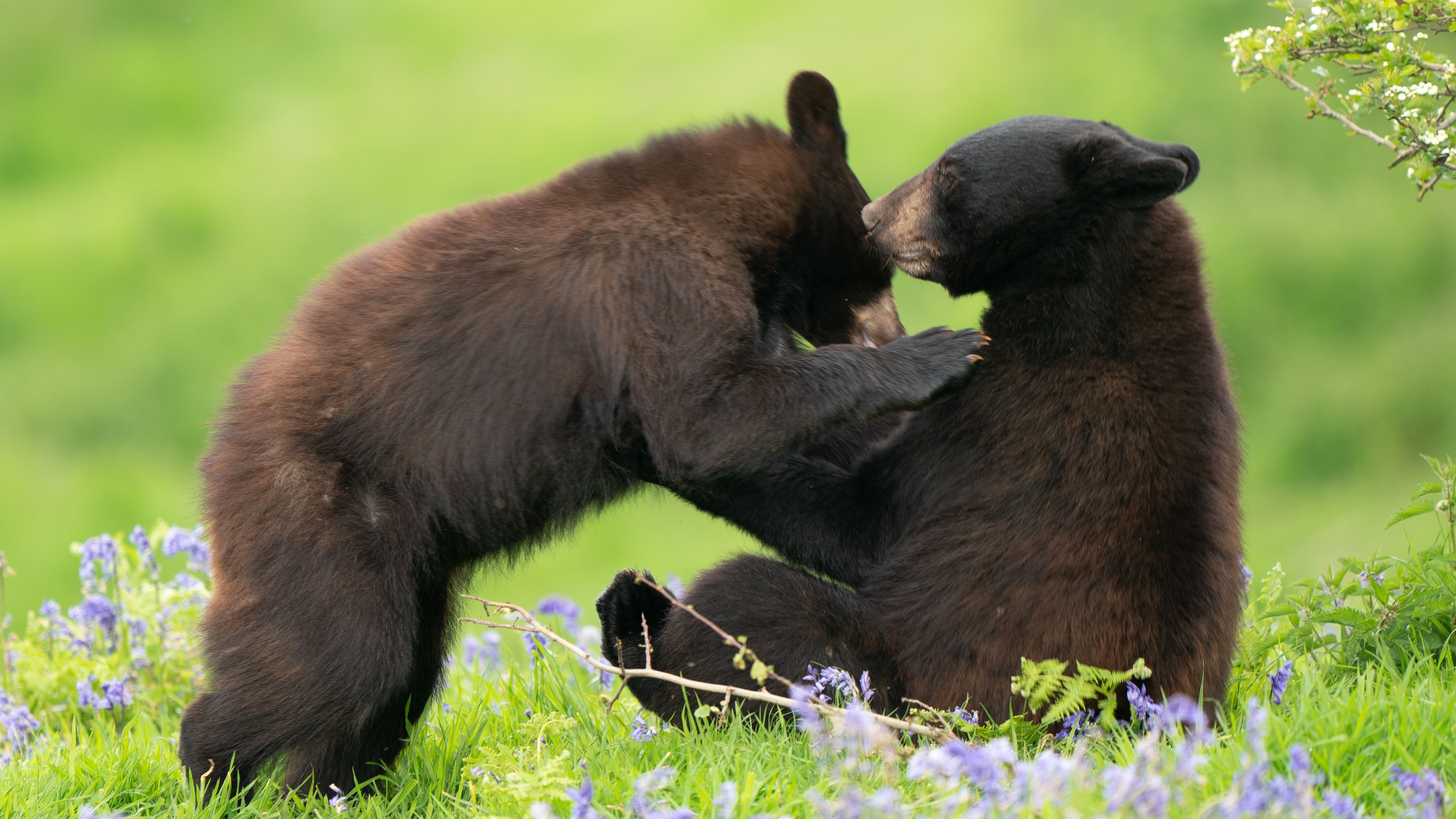 Baby Black Bear Cubs