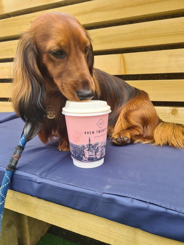 Are Dogs Allowed In Irish Pubs
