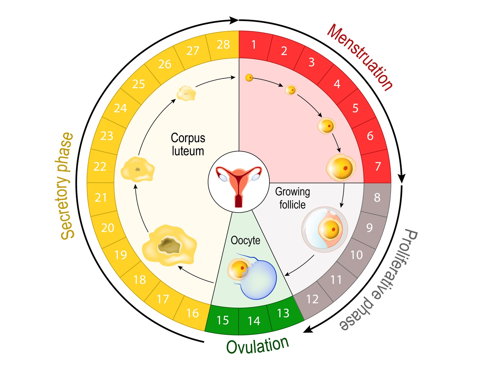 Menstrual Cycle Chart For 35 Days