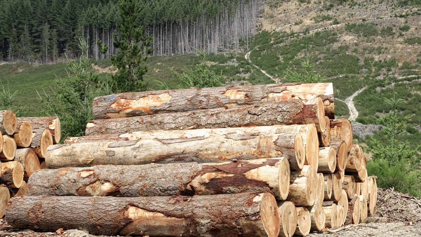 Coillte Dorcha Gealach Stop 4 Coillte Site & Doorla YouTube