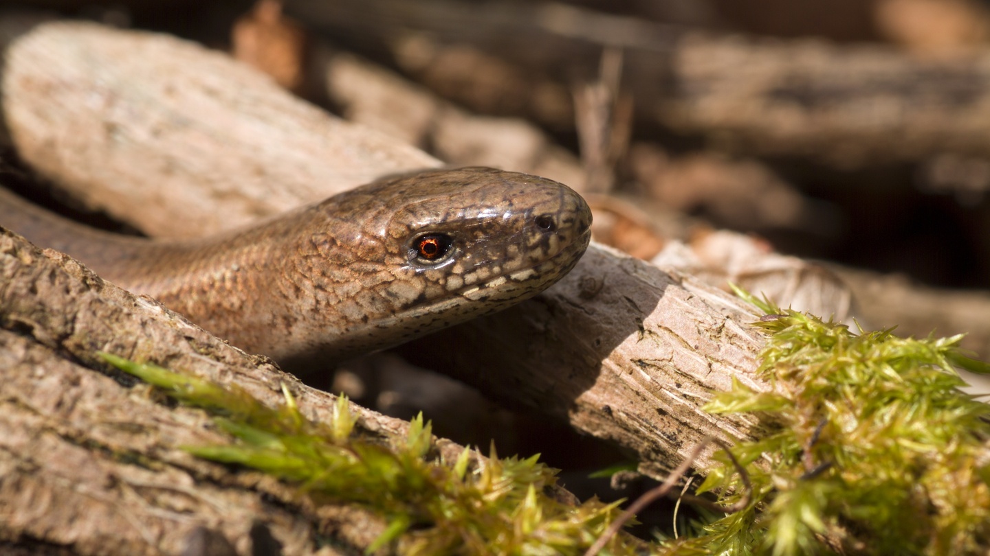 Slow Worm Ireland