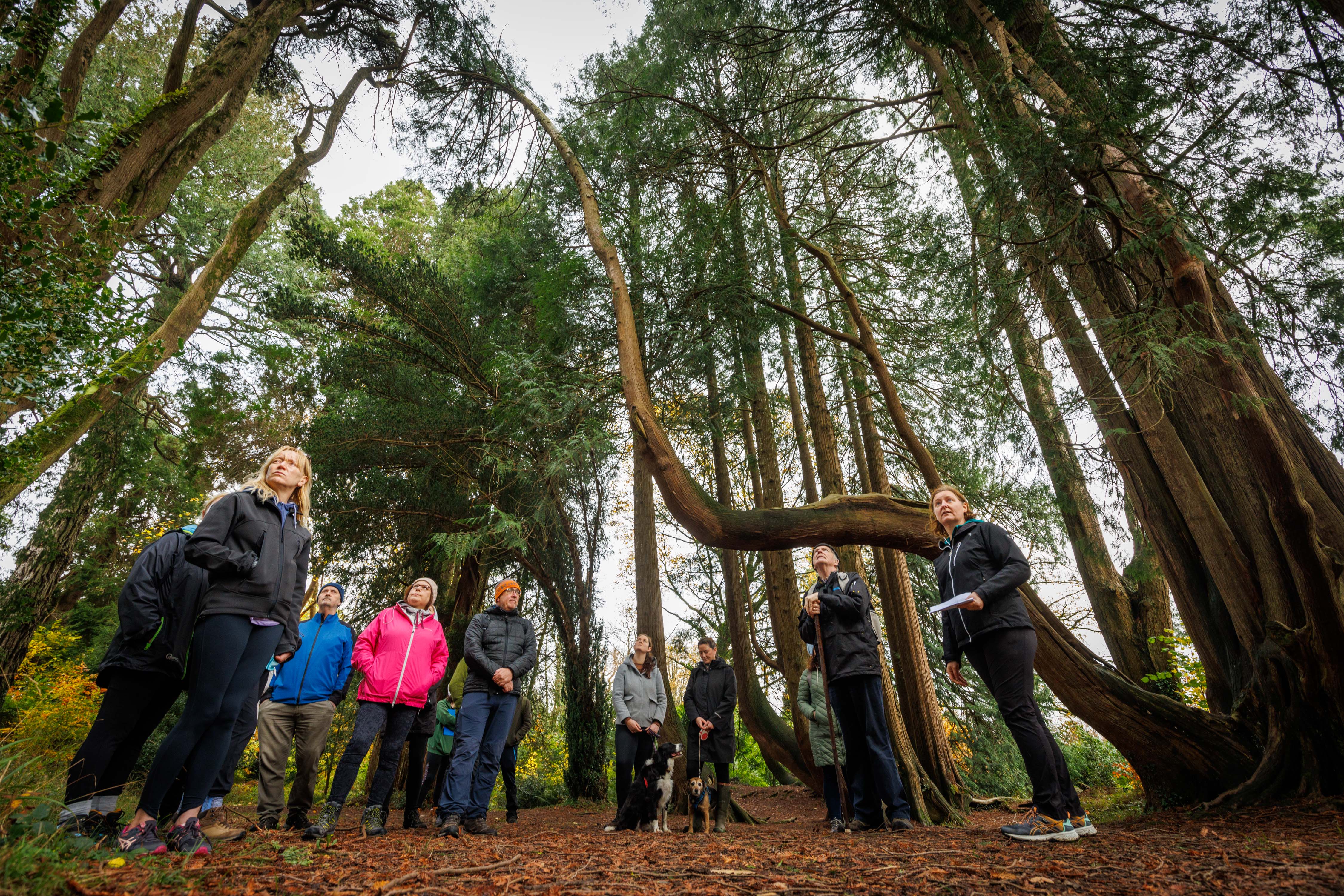 Coillte Dorcha Gealach Stop 4 Coillte Site & Doorla YouTube