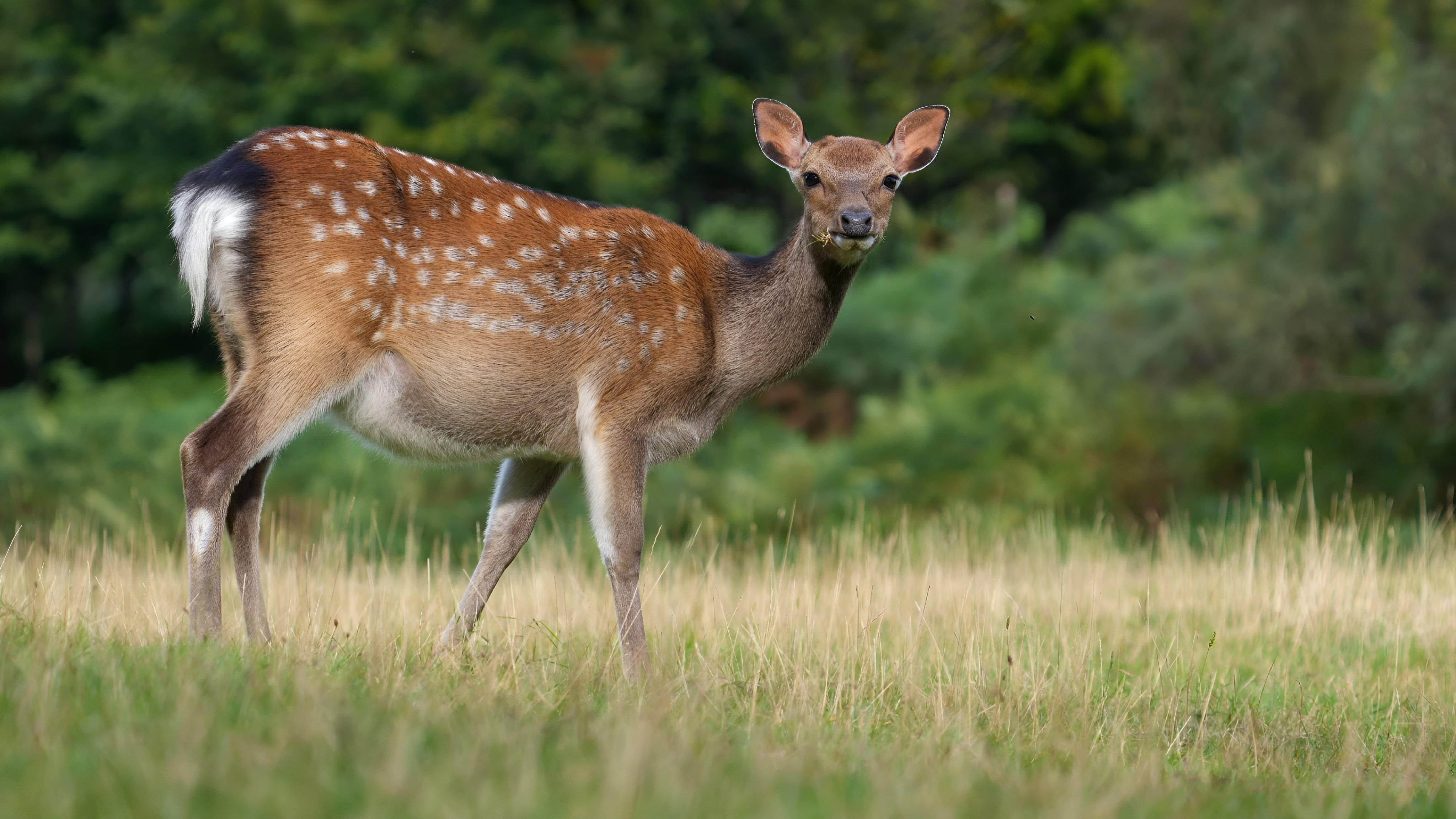 Irish Deer Species The Male And Female Irish Elk (Cervus Megaceros),