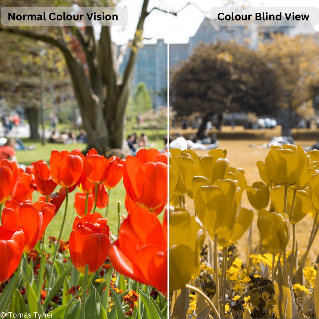 Gardening Colour Blind Awareness Today Is Colour Blind Awareness Day.