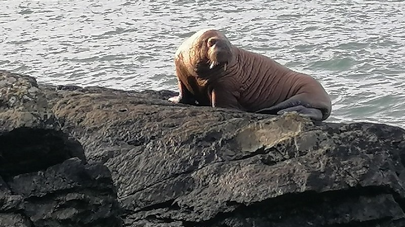 Arctic Walrus Pup