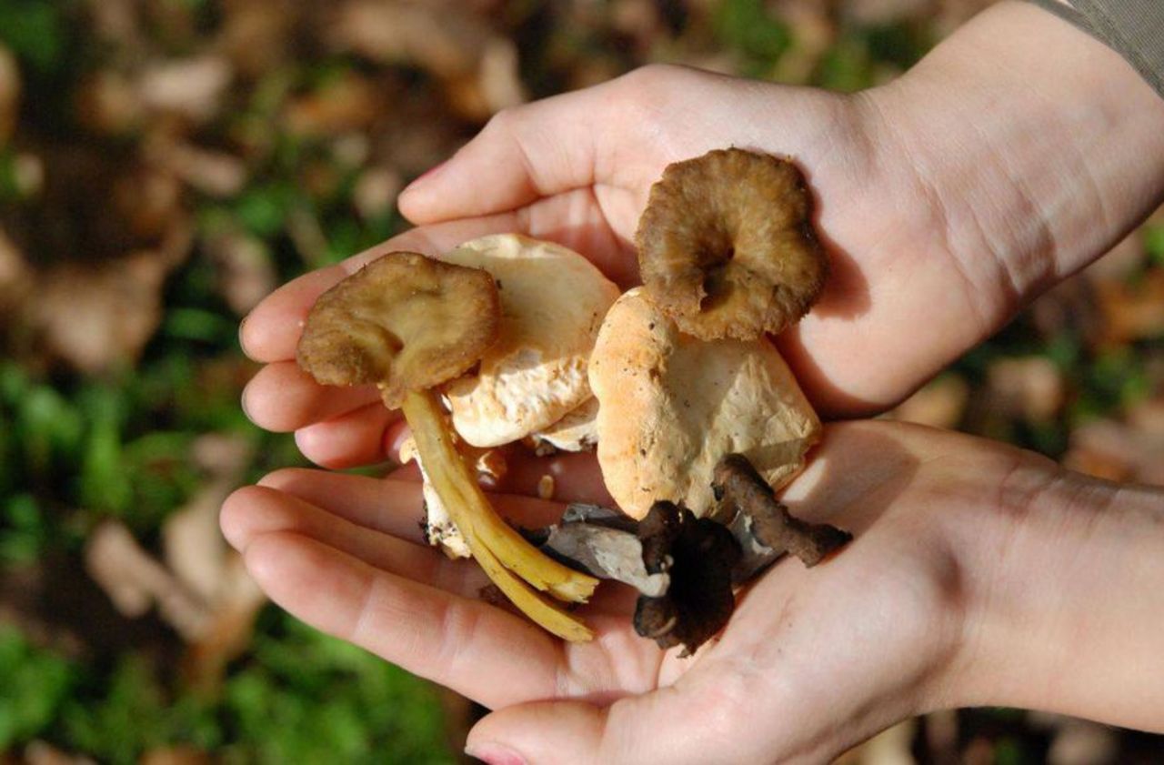 Pourquoi manger des champignons est bon pour la santé - Le Parisien