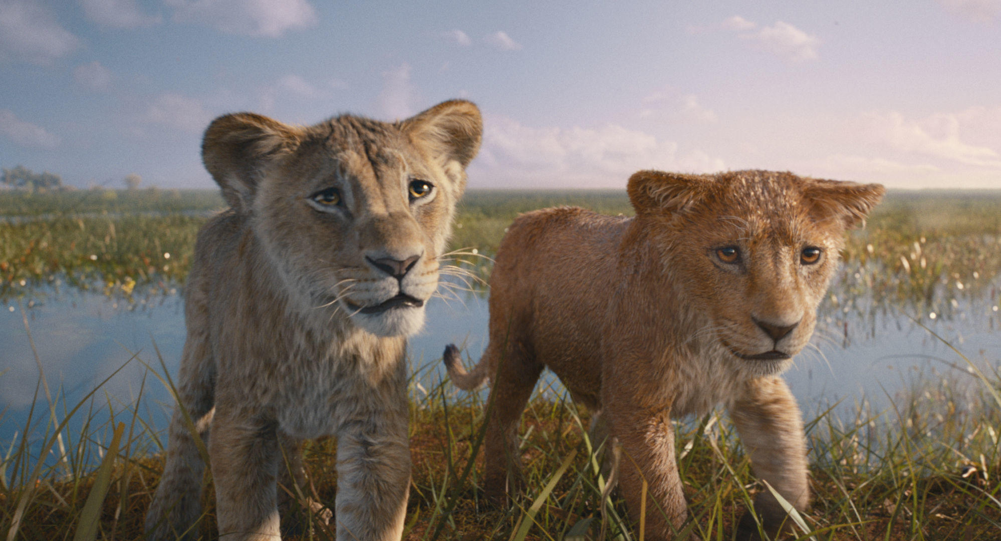 Vrai Simba Et Mufasa C'était 100% Simba Et Ils Ont Dit Que Oui.