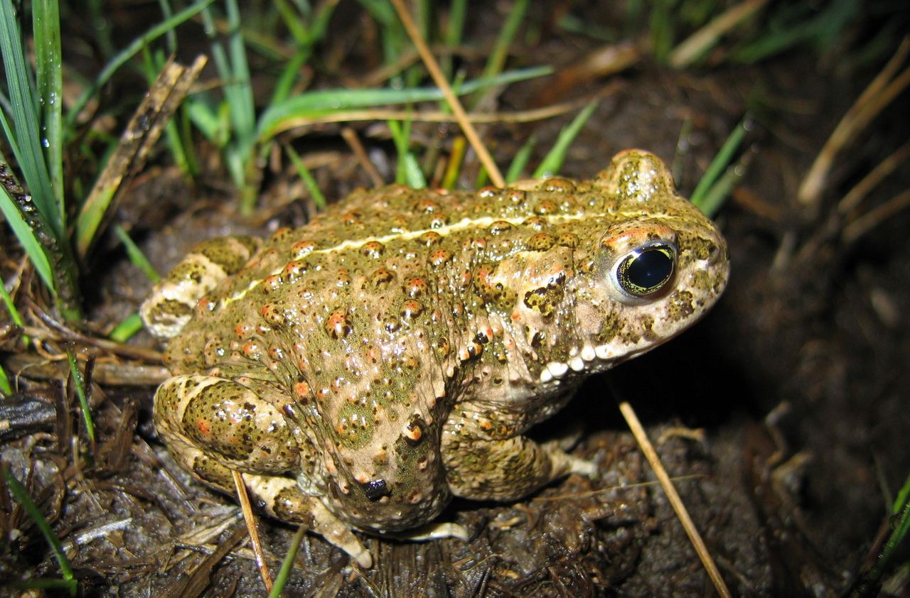 Seine-Saint-Denis : les crapauds calamites passeront-ils l’épreuve des ...