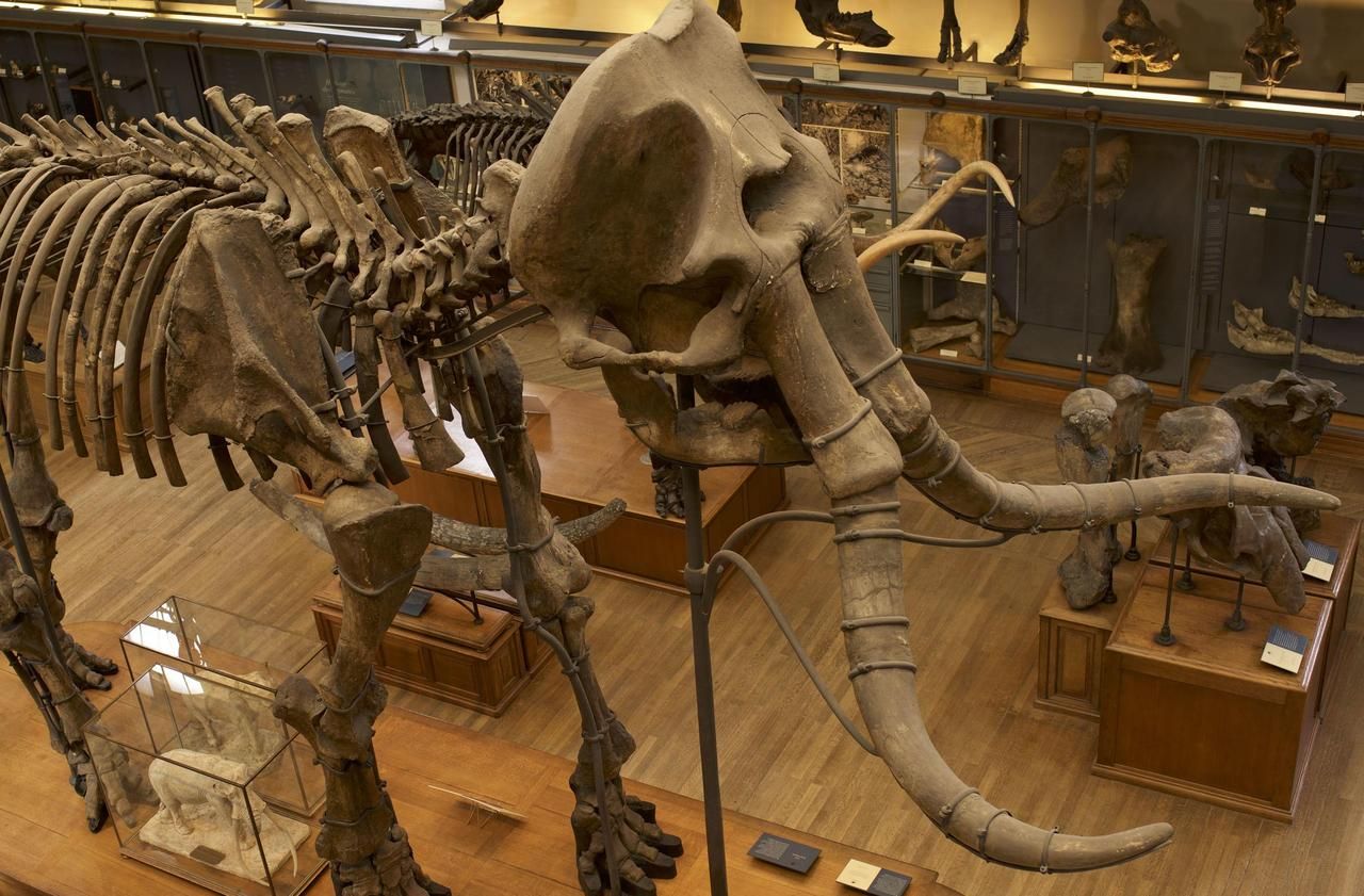 Paris : le mammouth du Muséum d’histoire naturelle va être restauré, un ...