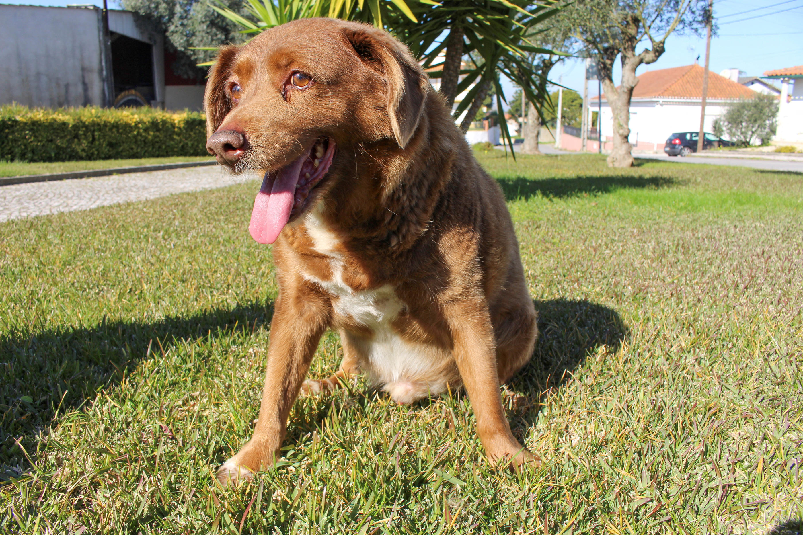 Le Chien Le Plus Vieux Du Monde Selon Le Livre Guinness Des Records