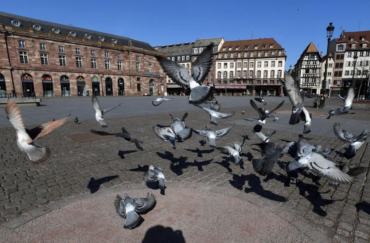 Strasbourg envahie par les pigeons - Le Parisien