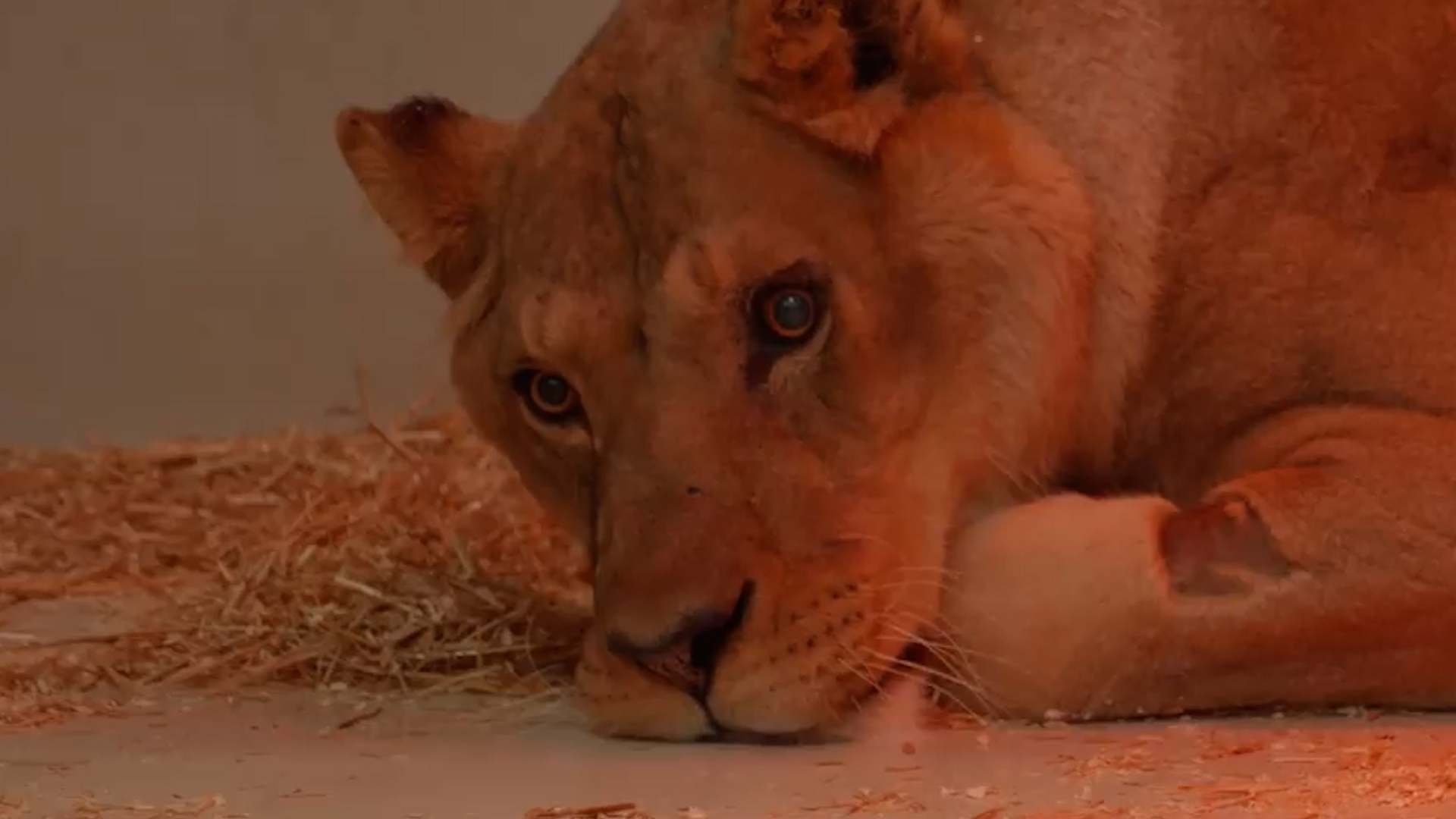 Les derniers articles d'Alicia Roux