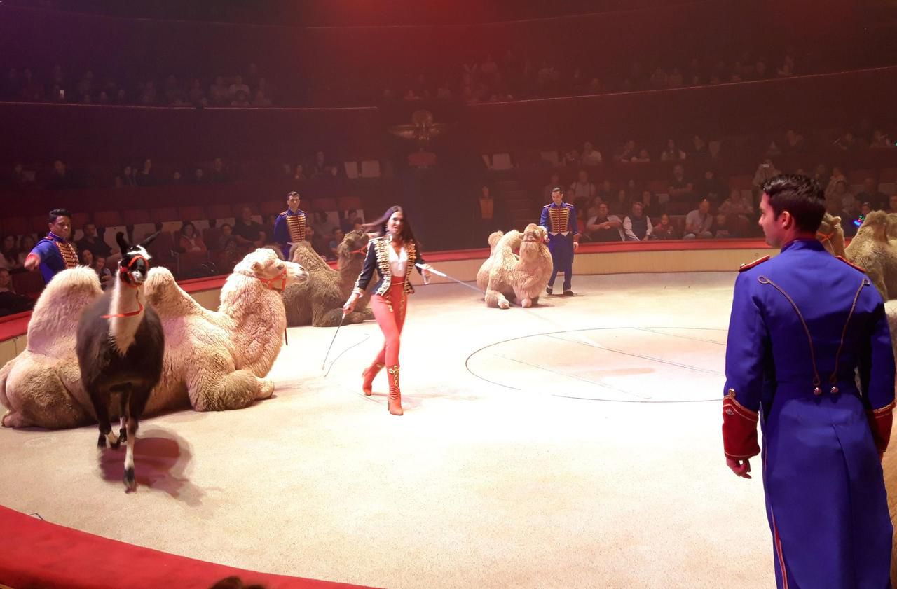 Spectacle à Paris : le cirque Bouglione remporte son «Défi» - Le Parisien