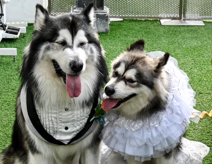 Chiens Dans Les Mariages