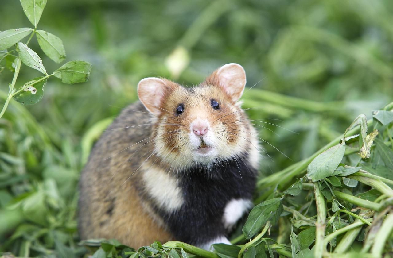 Le grand hamster d’Alsace menacé d’extinction - Le Parisien