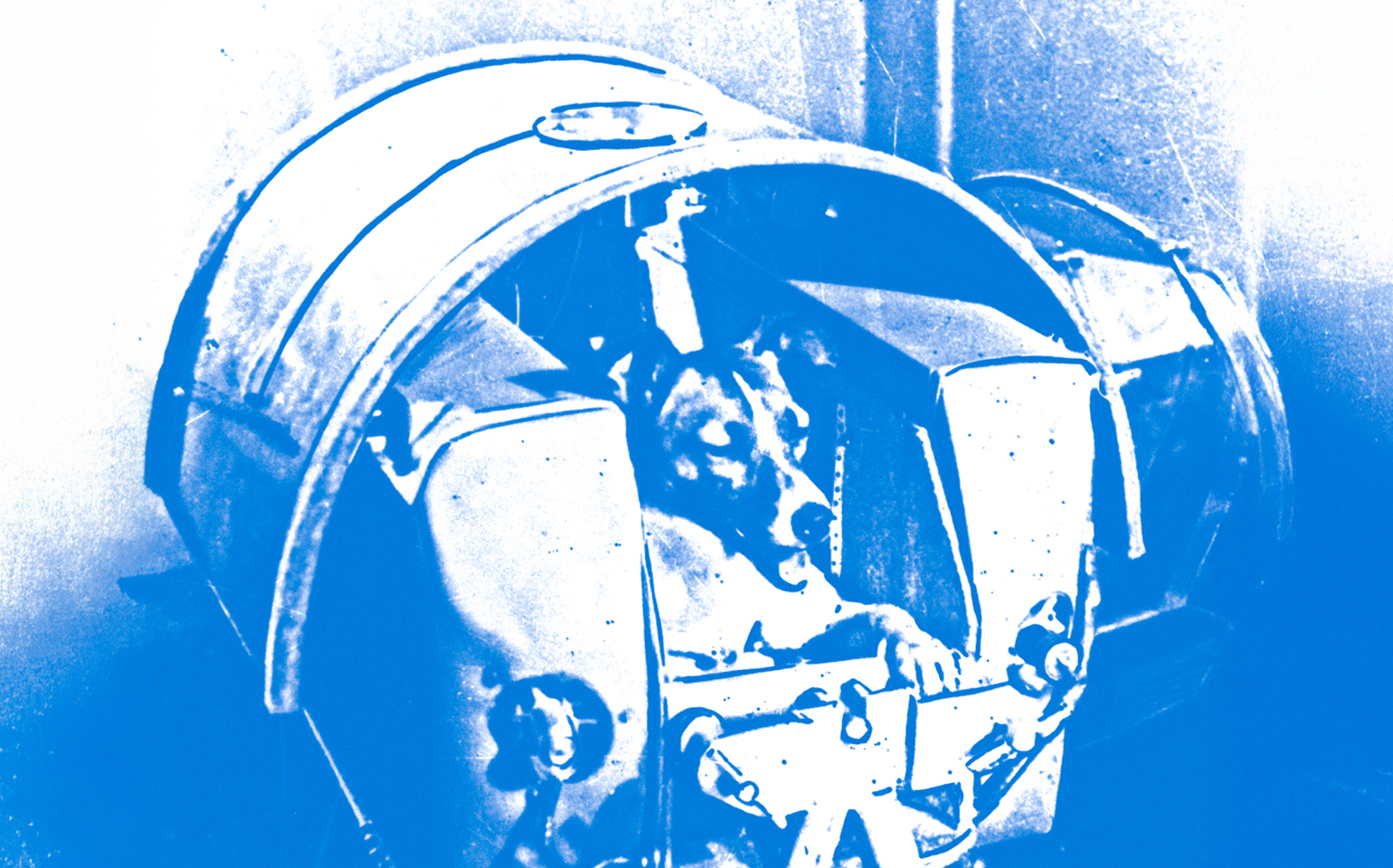 Elle comprenait 2 000 mots, maîtrisait 1 000 signes… Koko, le gorille ...