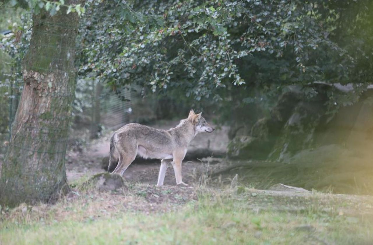 Le loup trouve de nouvelles zones d’habitat en France - Le Parisien