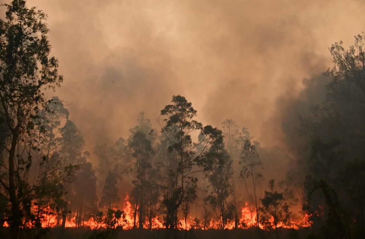 Feux de forêt : la terre brûle un peu moins - Le Parisien