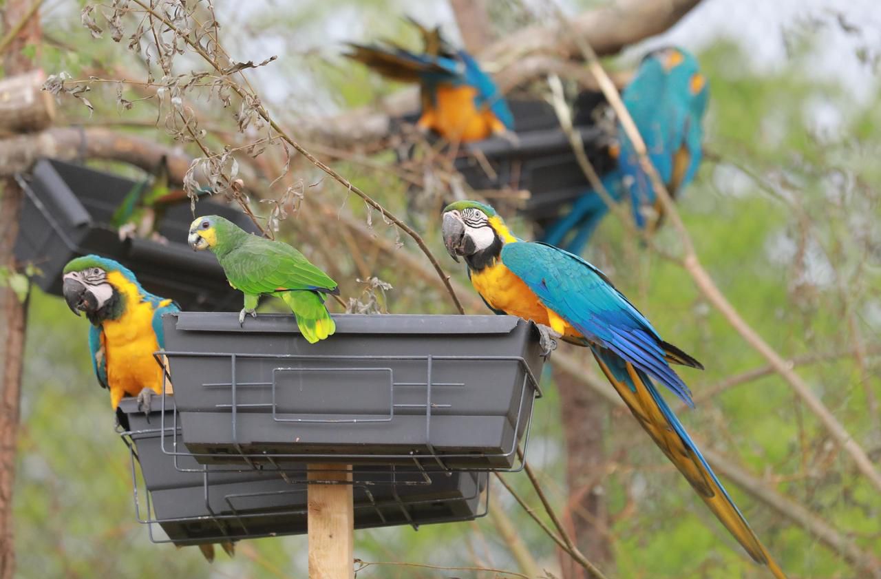 Crécy-la-Chapelle : explorez Parrot World au milieu de centaines de ...