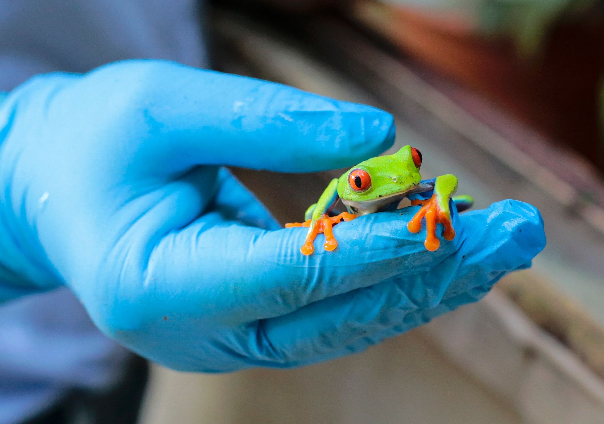 Grenouille Arboricole Aux Yeux Bleus Et Rouges Rainette Aux Yeux