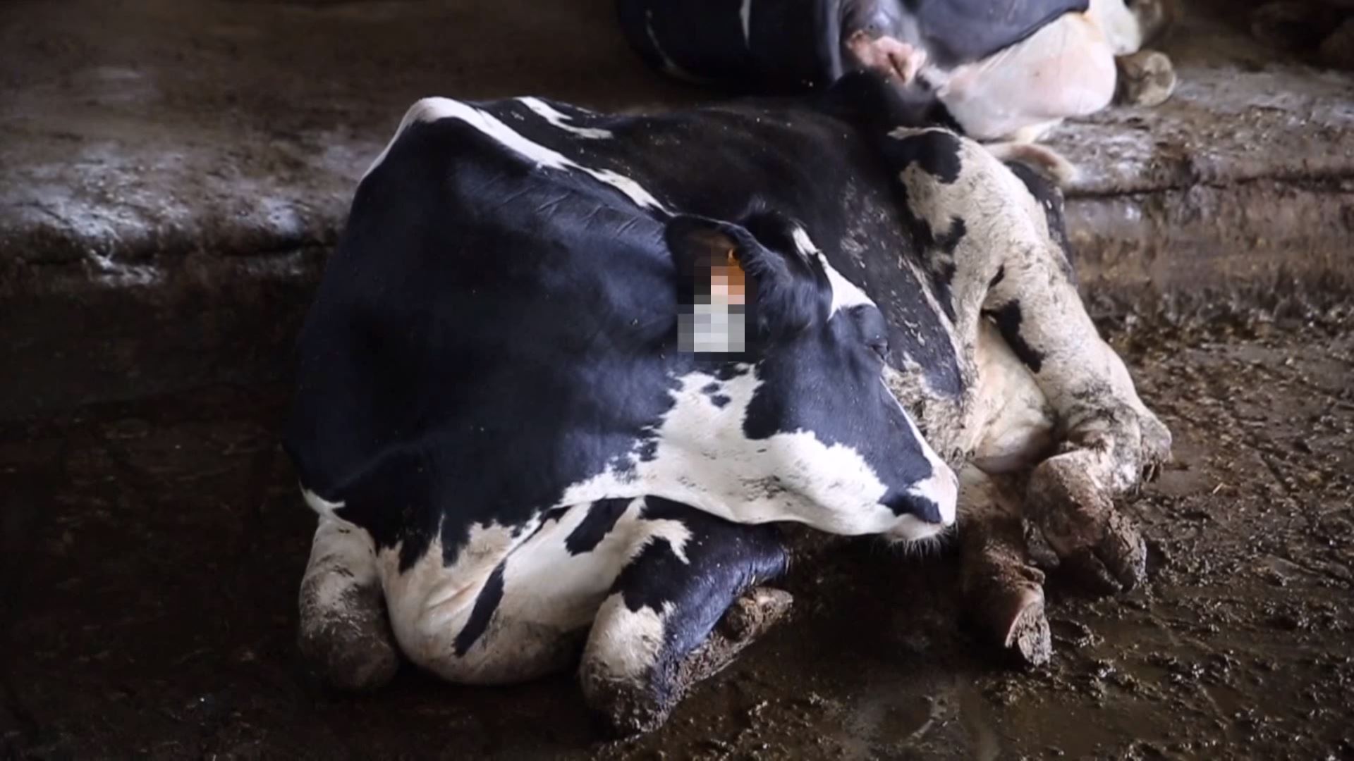 Vaches Qui Pleurent