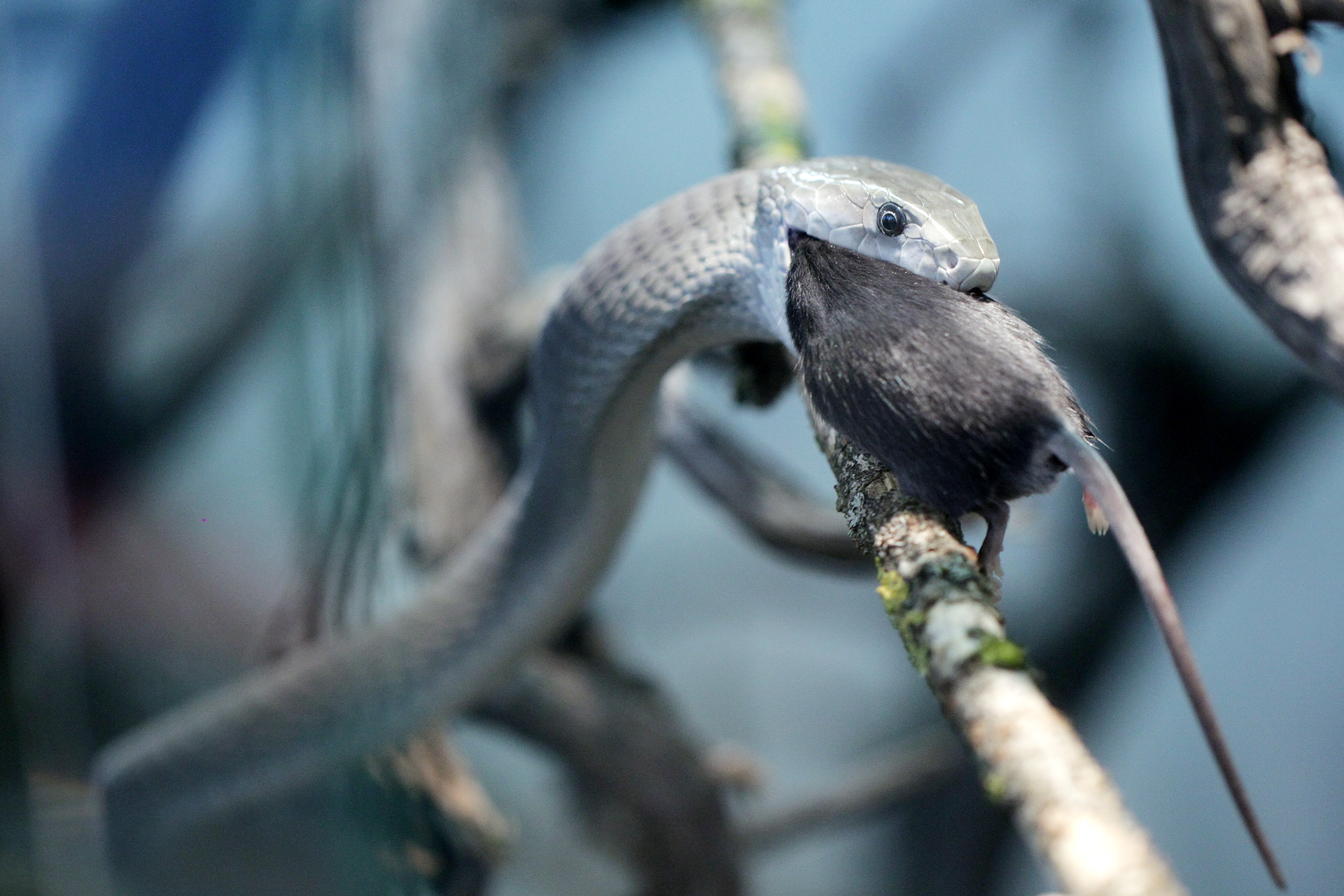 Biss Der Schwarzen Mamba Schwarze Mamba Dendroaspis Polylepis: Mamba