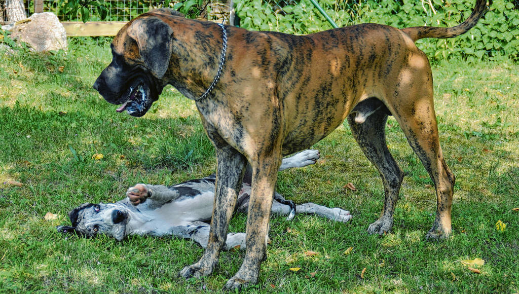 Deutsche Dogge Husky Mix Deutsche Dogge Hundegeschirr Aus Leder