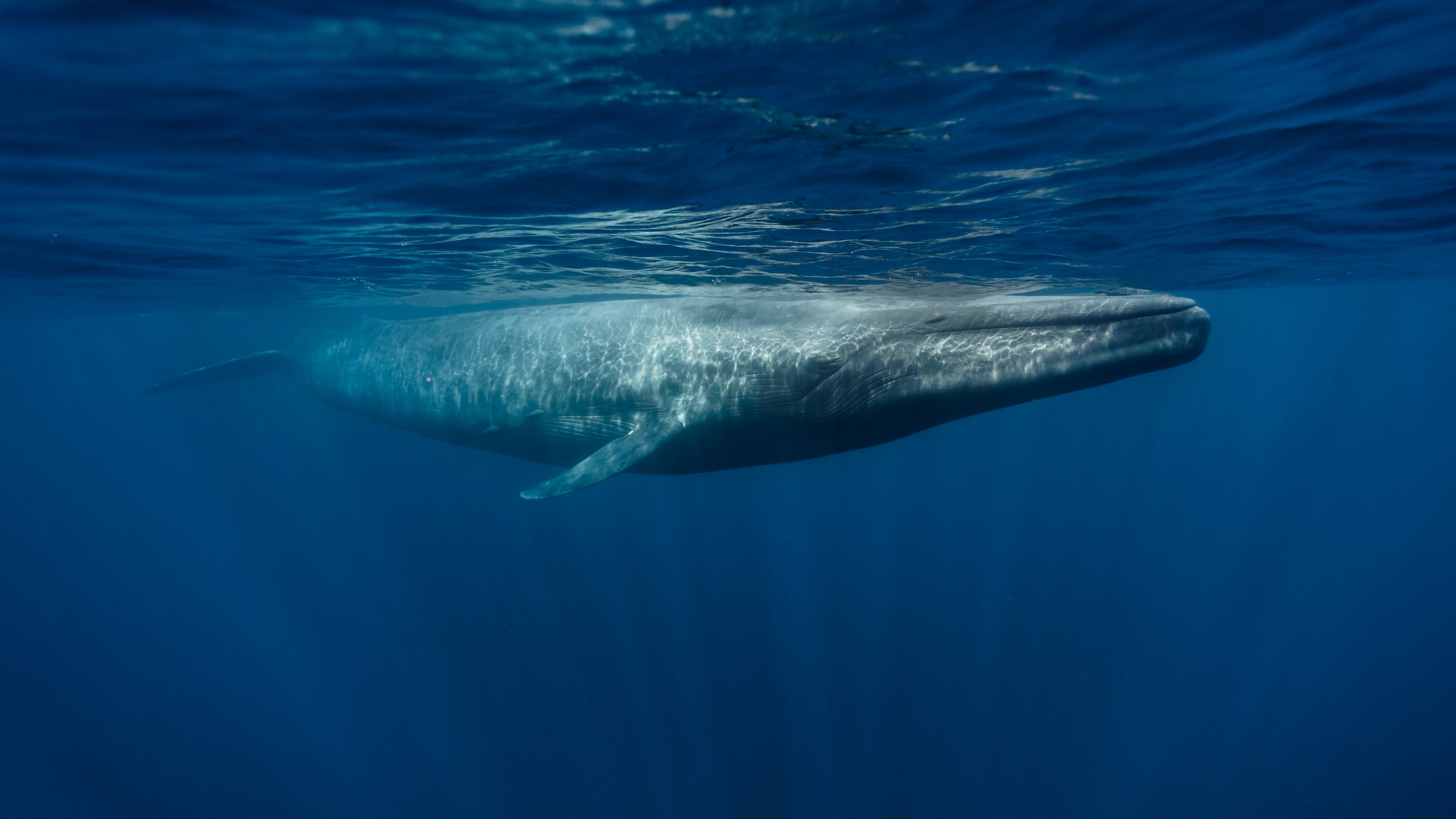 Blauwal Im Vergleich Zum Bus Home | BLAU Busverkehr | Ihr