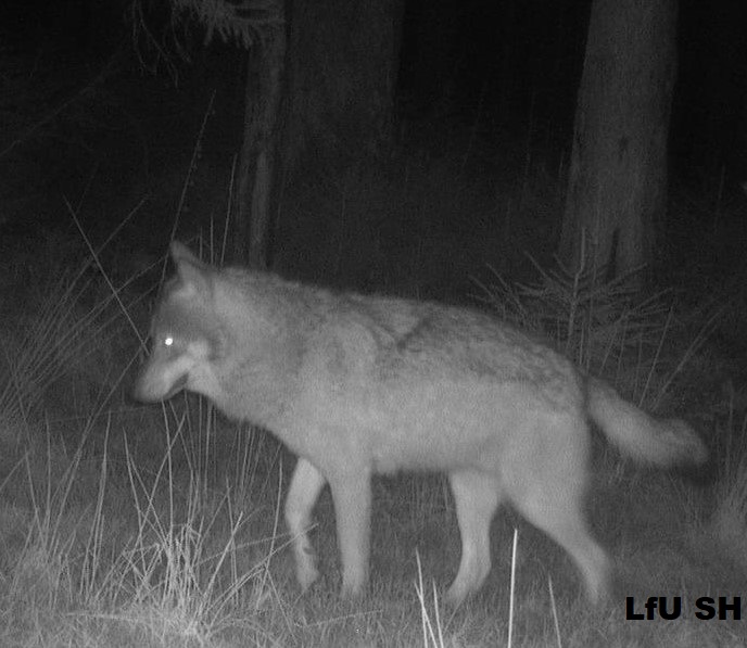 Verwundeter Wolf Zeichnung