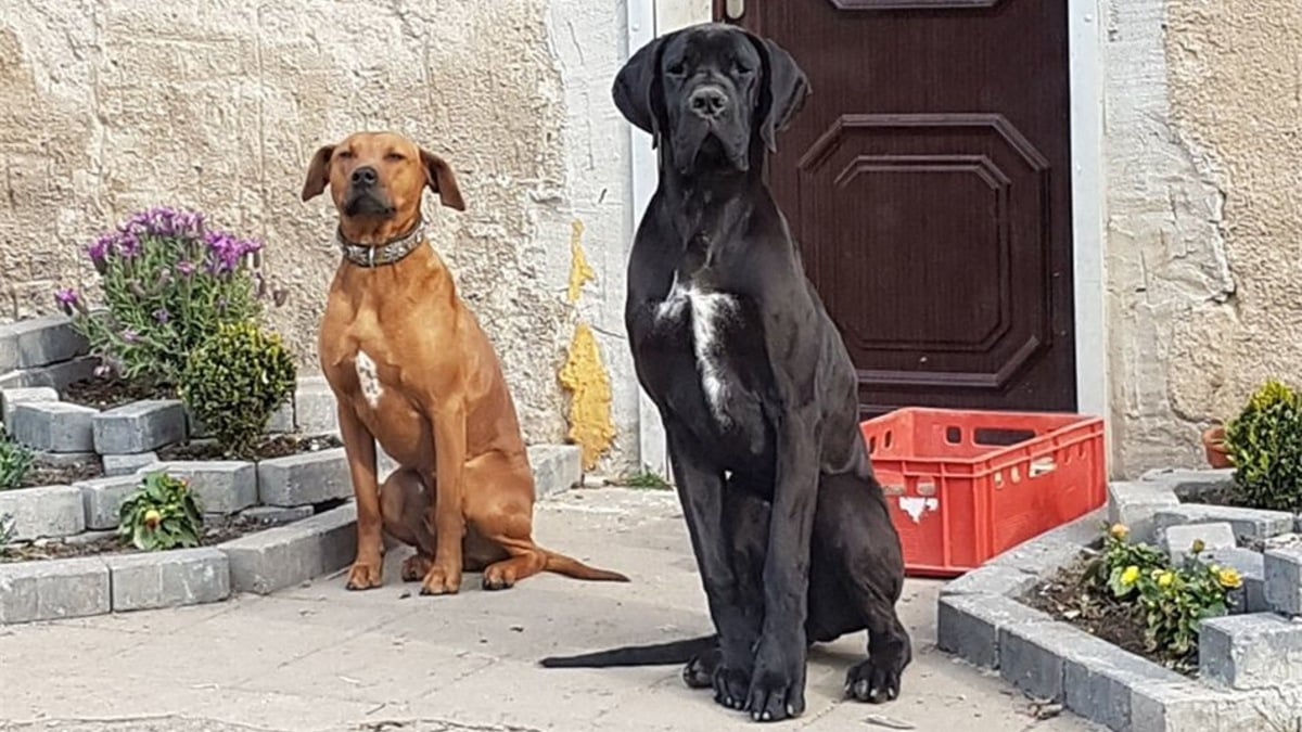 Deutsche Dogge Rhodesian Ridgeback Mix Rhodesian Ridgeback