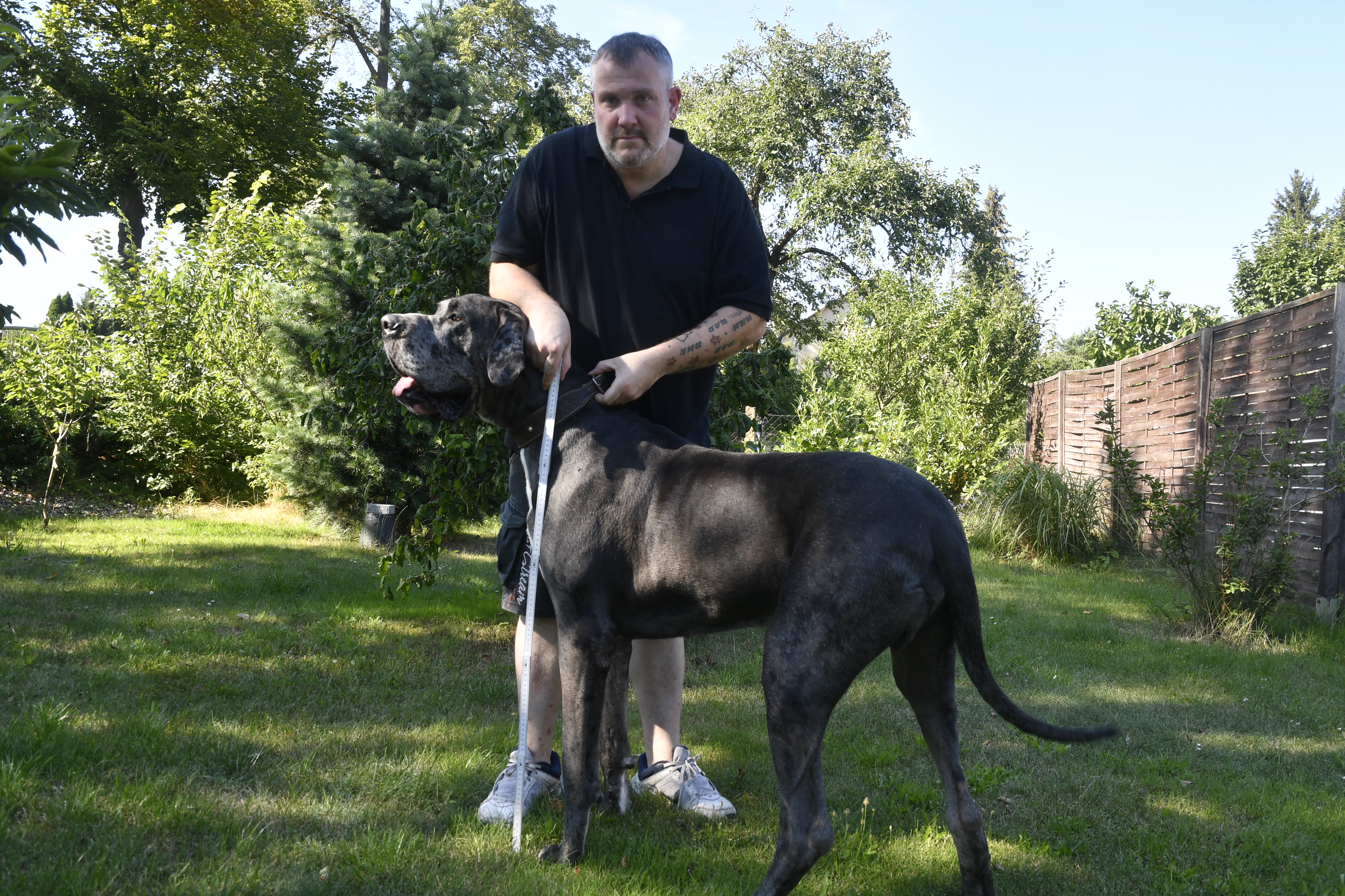 Deutsche Dogge Zeus Zeus (Cane Corso, Deutsche Dogge) | Mischling