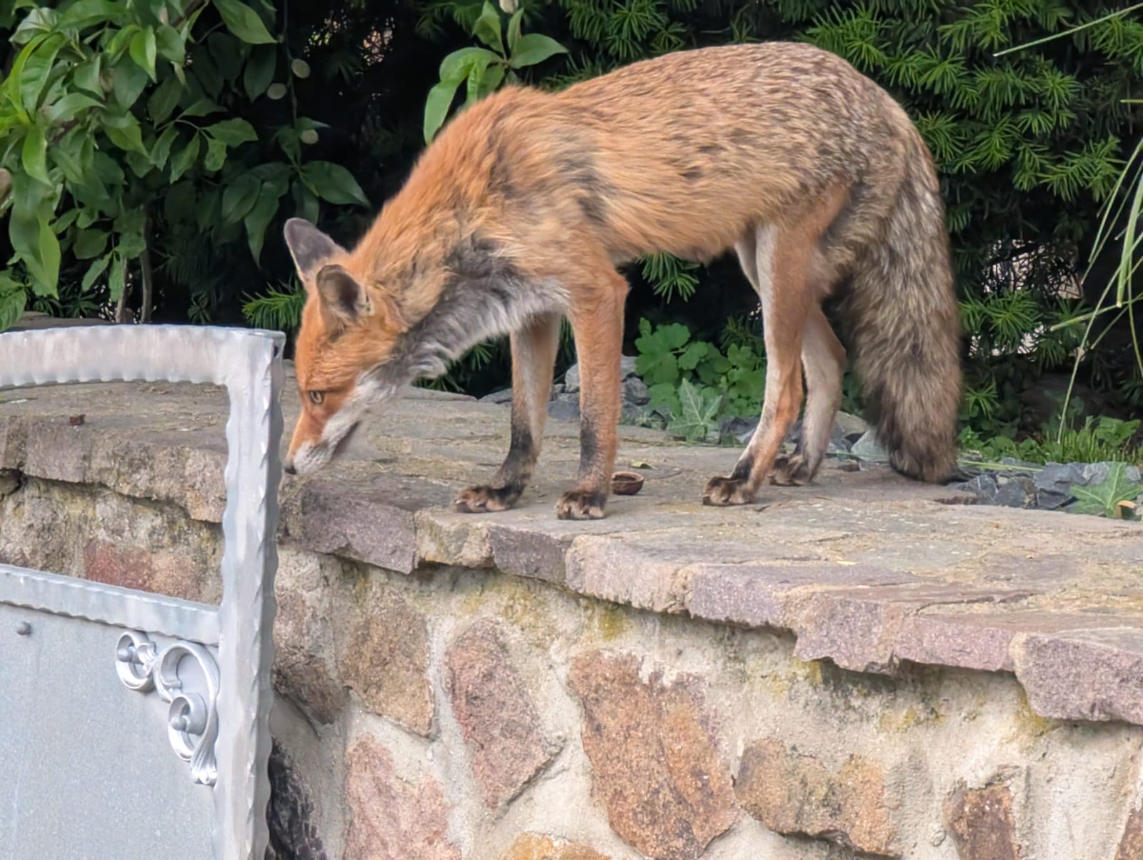 Fuchs Mit Tollwut