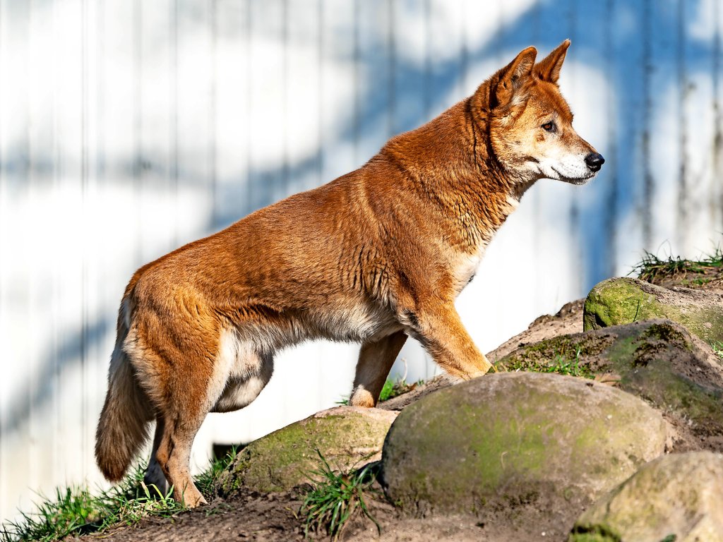 Dingo Hat Dein Baby Gefressen Warum Ich Gegen BARF Bin