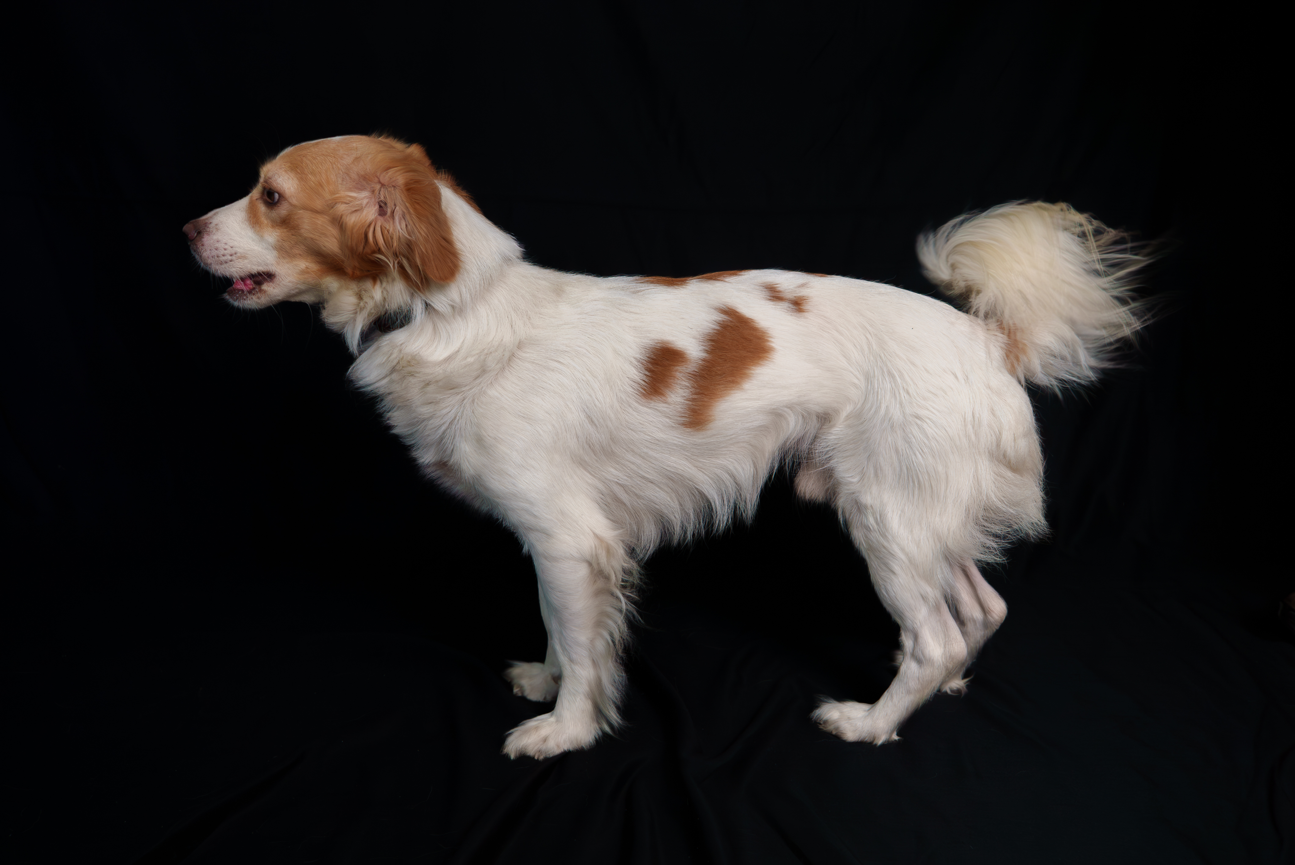 Perro Peruano Chiribaya