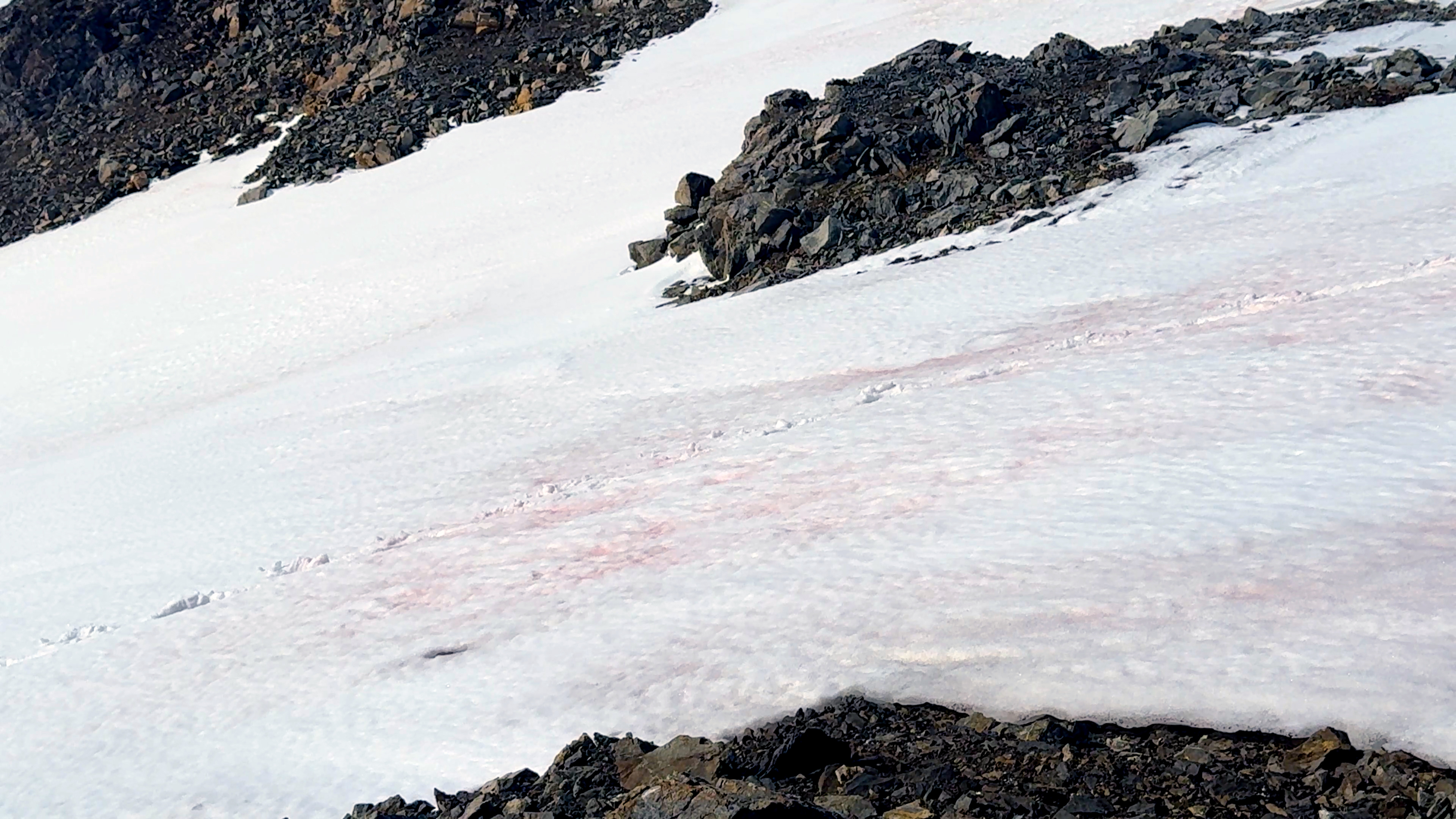 What Is Pink Snow