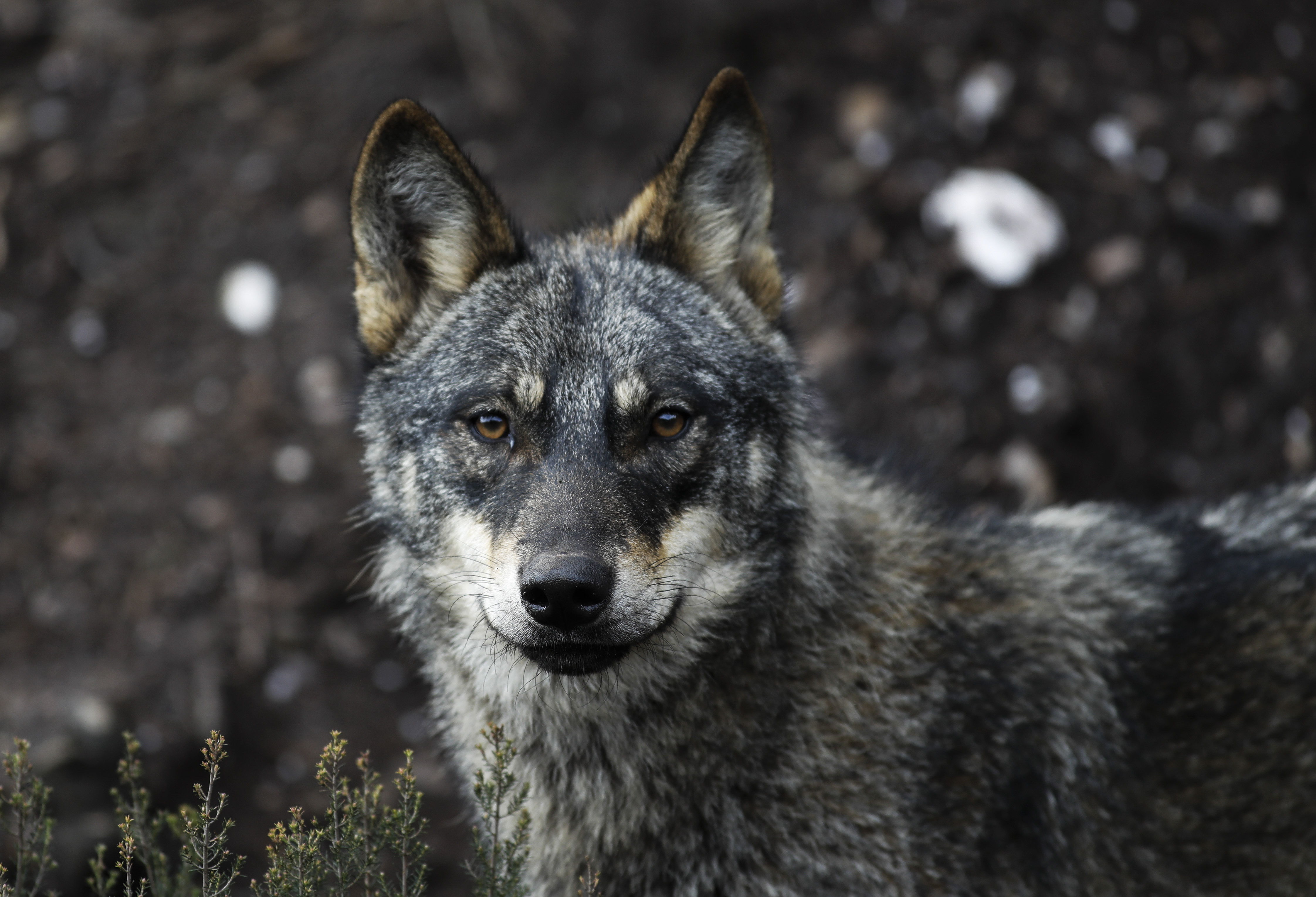 El lobo, de bestia feroz a símbolo de la naturaleza salvaje | Clima y ...