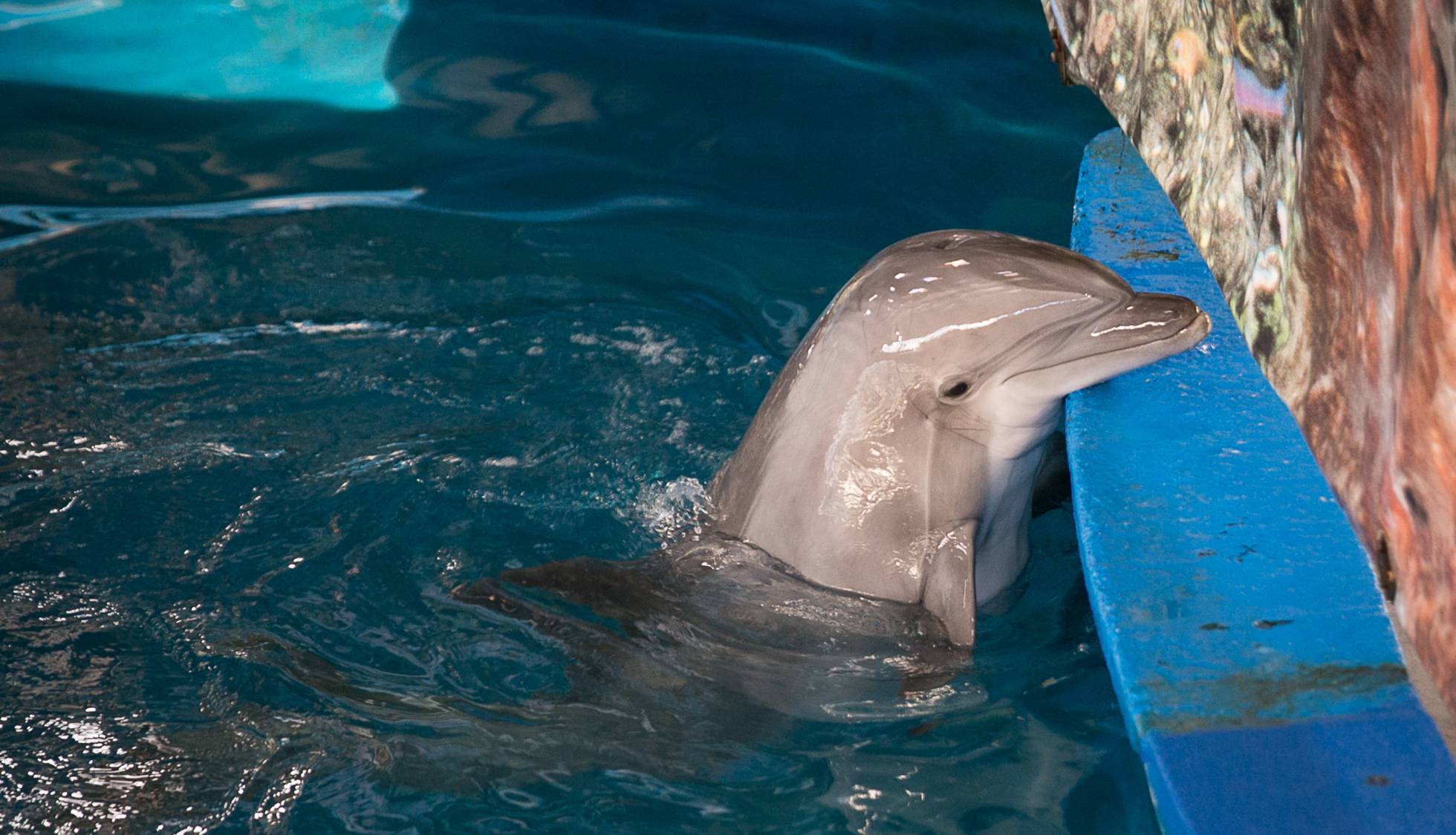 Los tres últimos delfines del Zoo de Barcelona llegan a Atenas ...