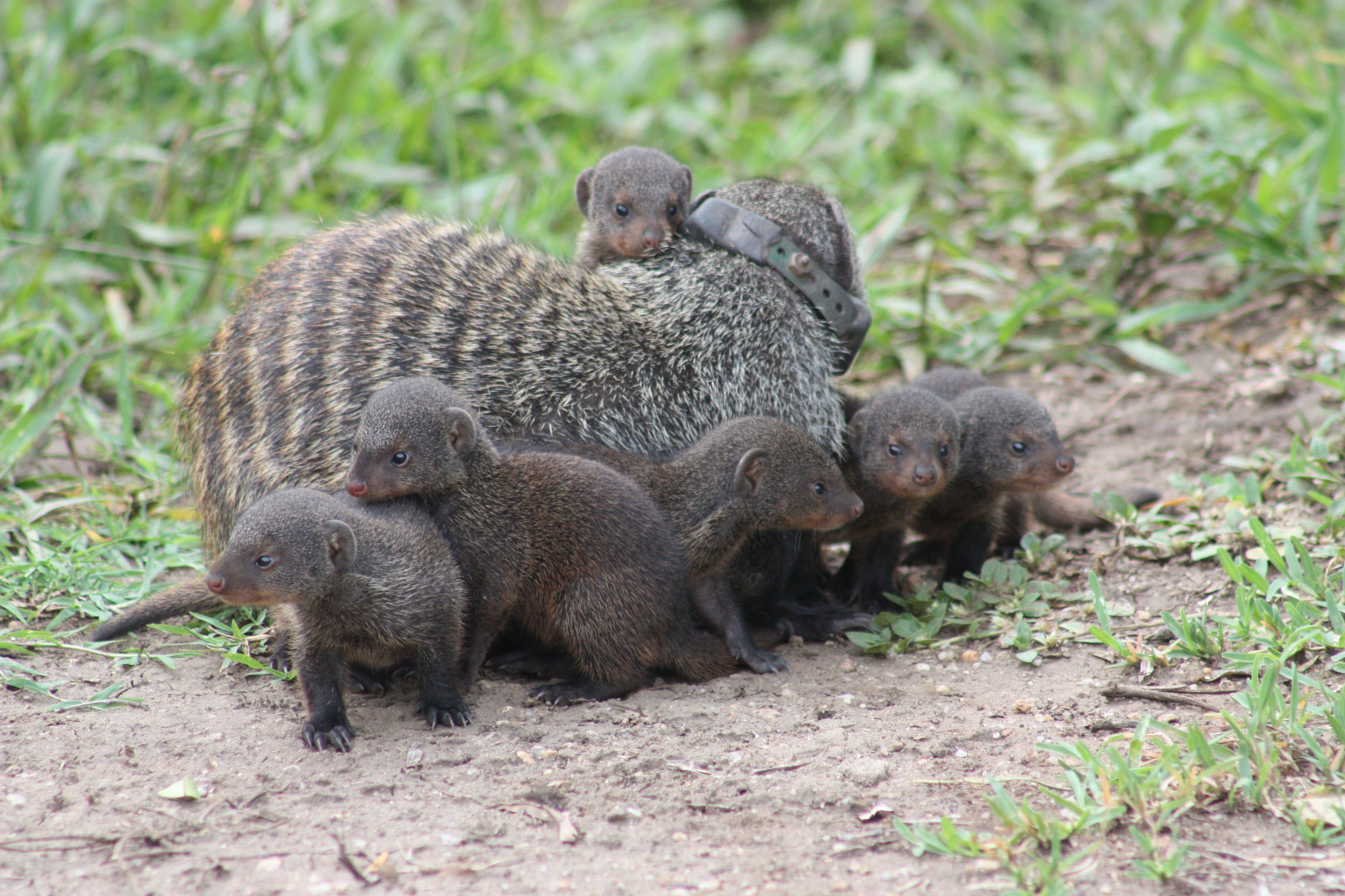 Banded Mongoose
