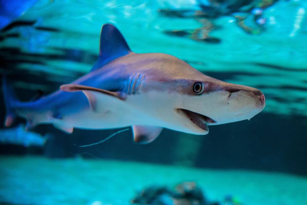 L’Oceanogràfic supera el centenar de tiburones | Comunidad Valenciana ...
