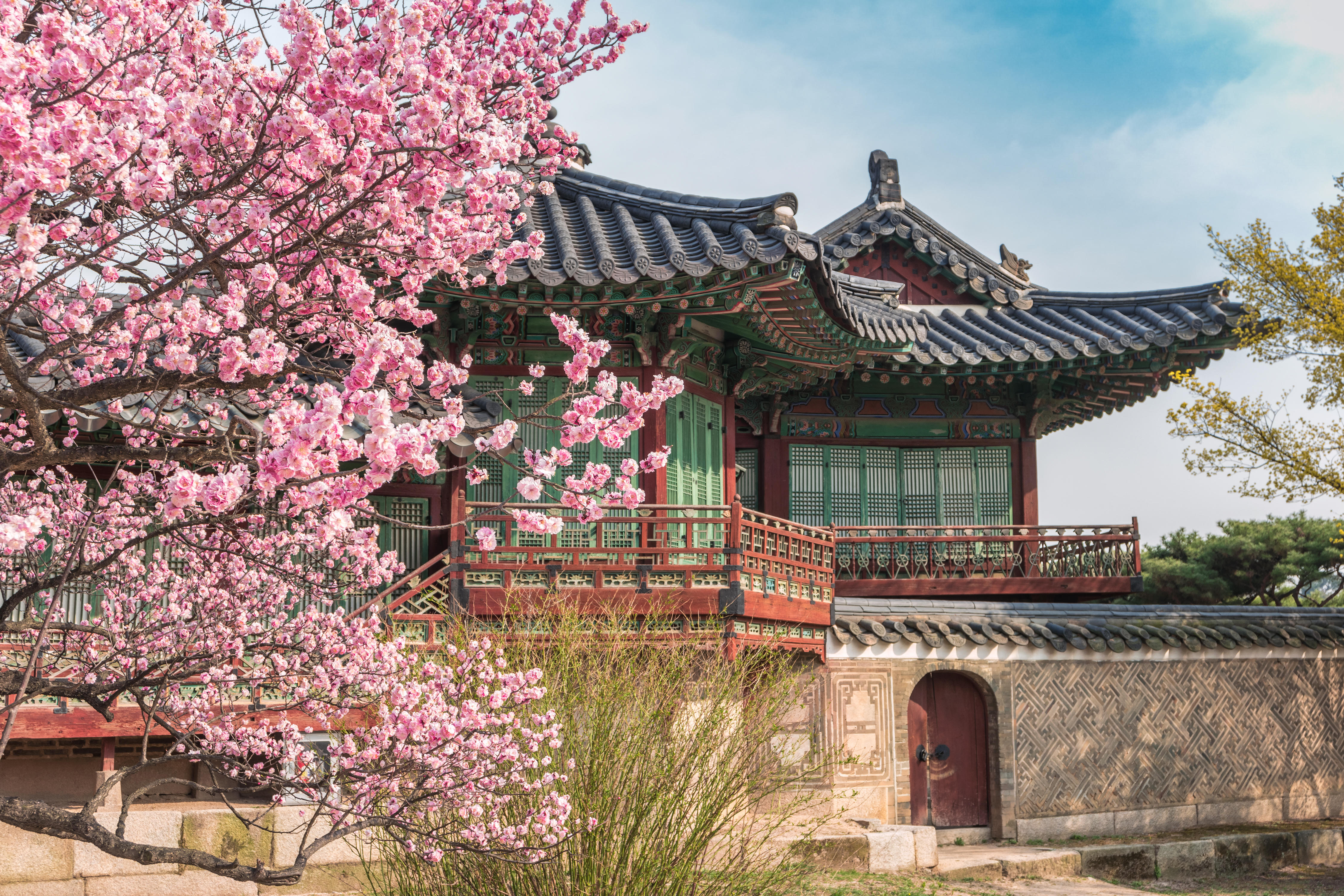 Flores De Cerezo De Corea Y