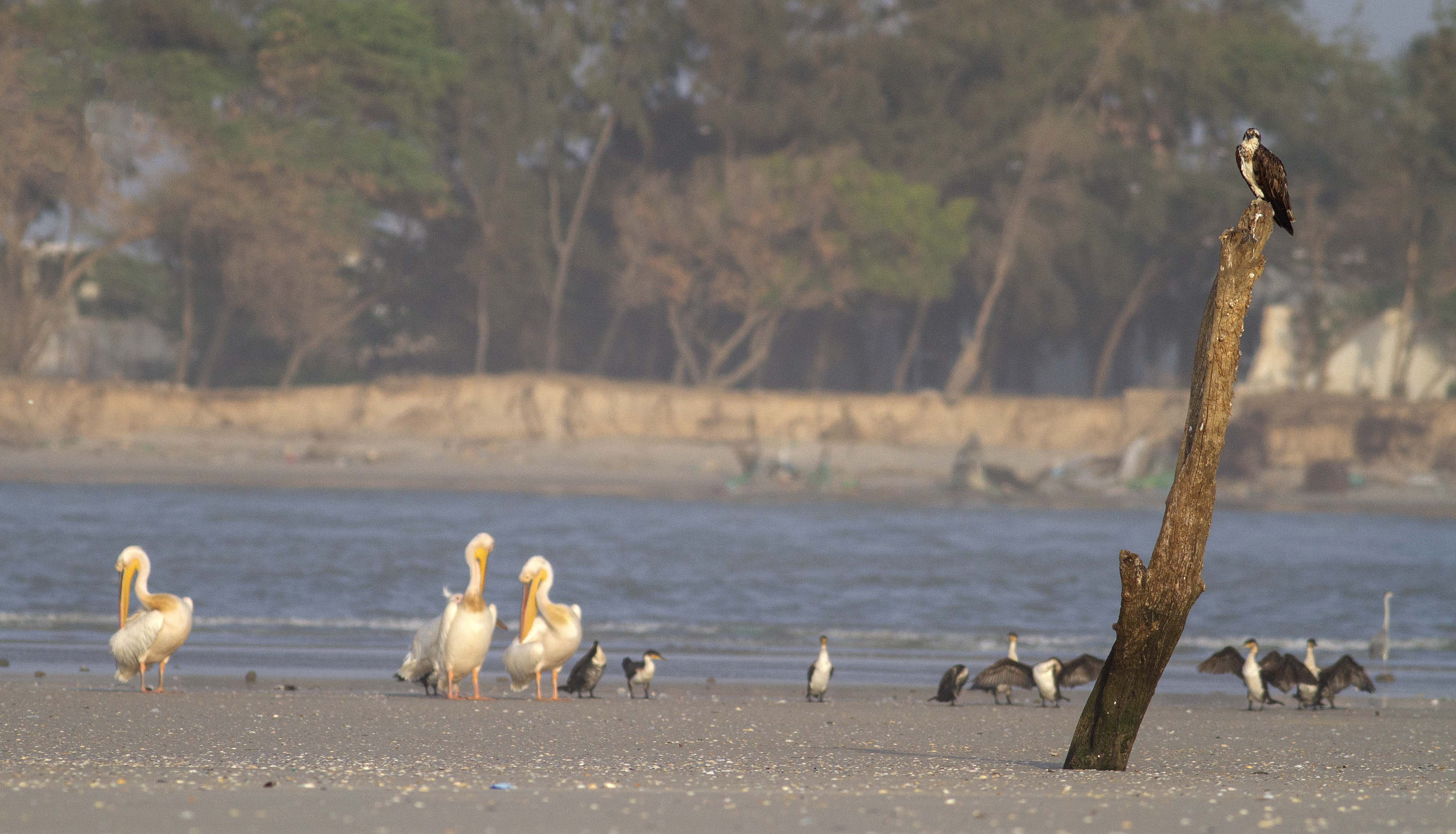 águila Pescadora Africana Juvenil