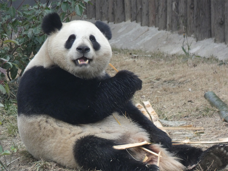 Animales Japoneses Osos Panda Pandas Gigantes: Entre La Historia Y El
