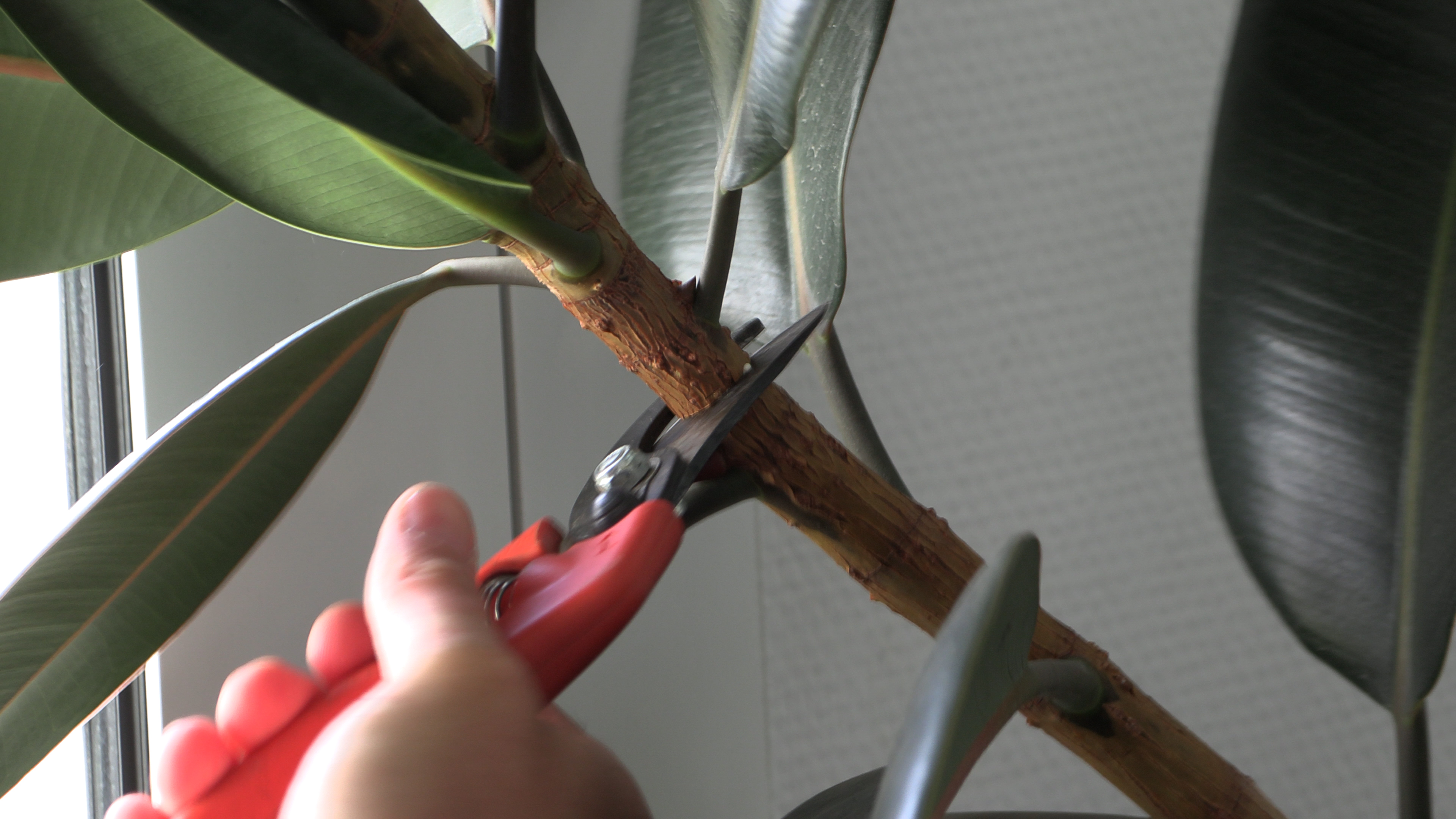 Consejos Para Podar Ficus