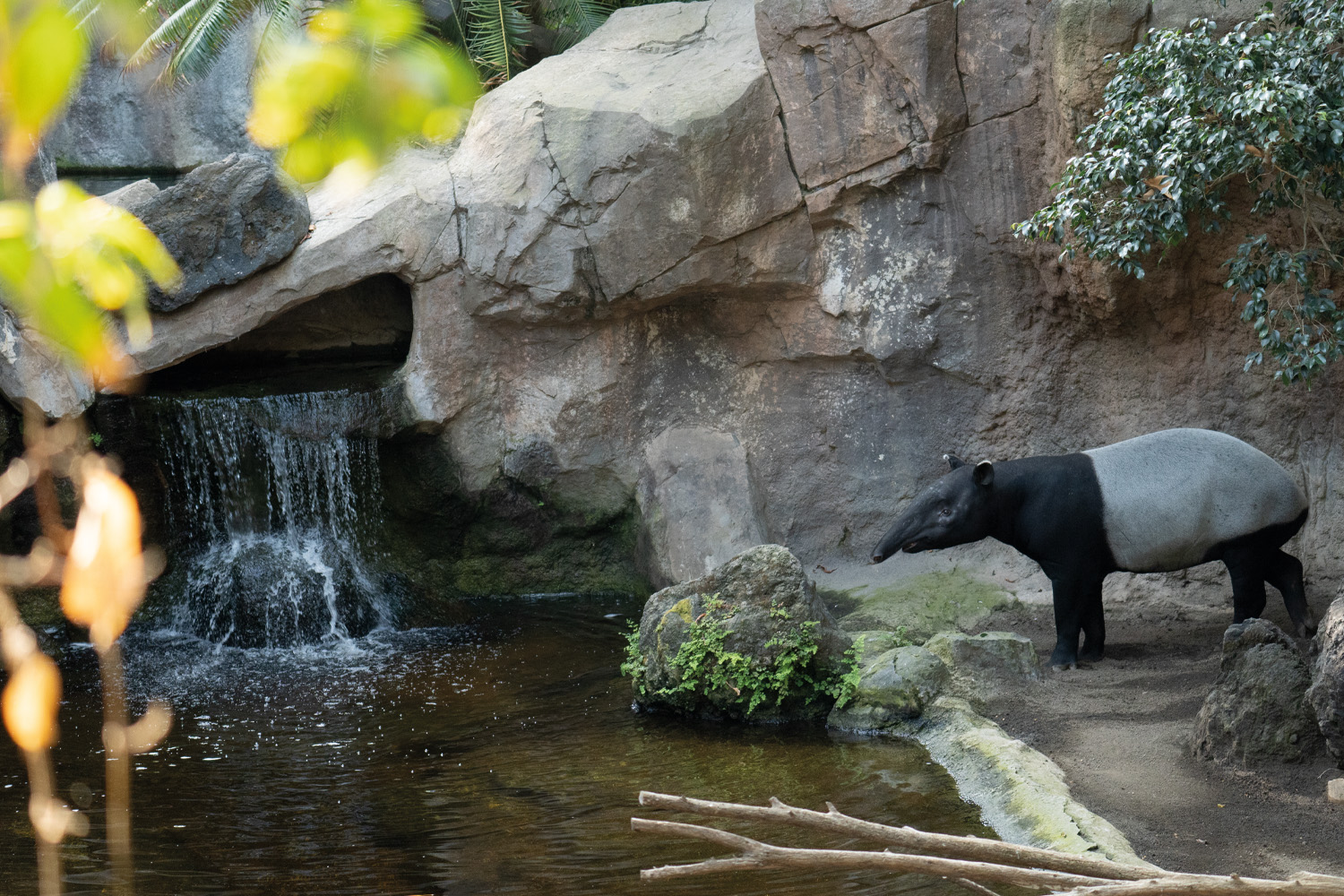 Tapir Malayo En La Naturaleza